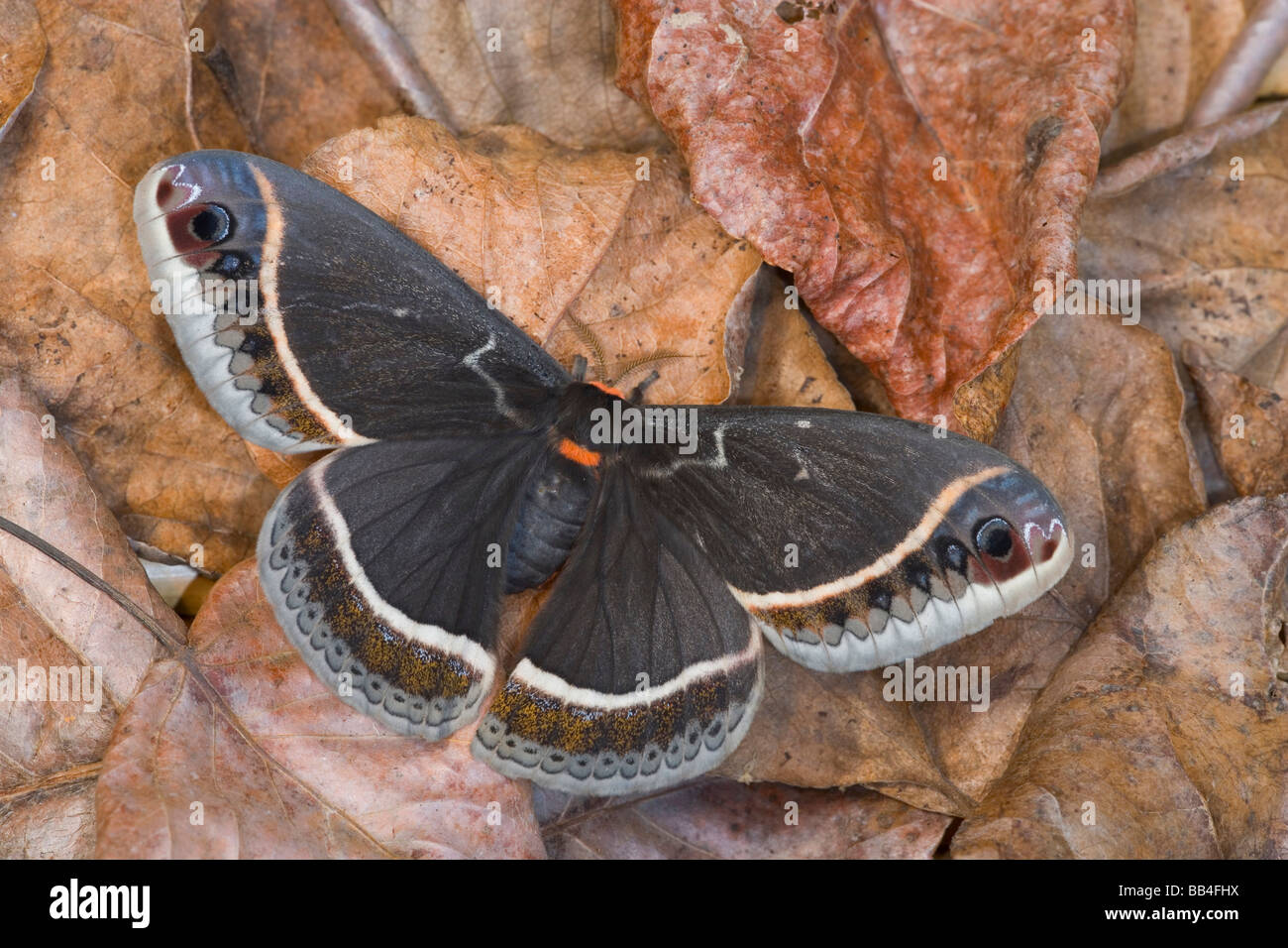 Sammamish, Washington Silk Moth for Arizona area Eupackardia calleta ...