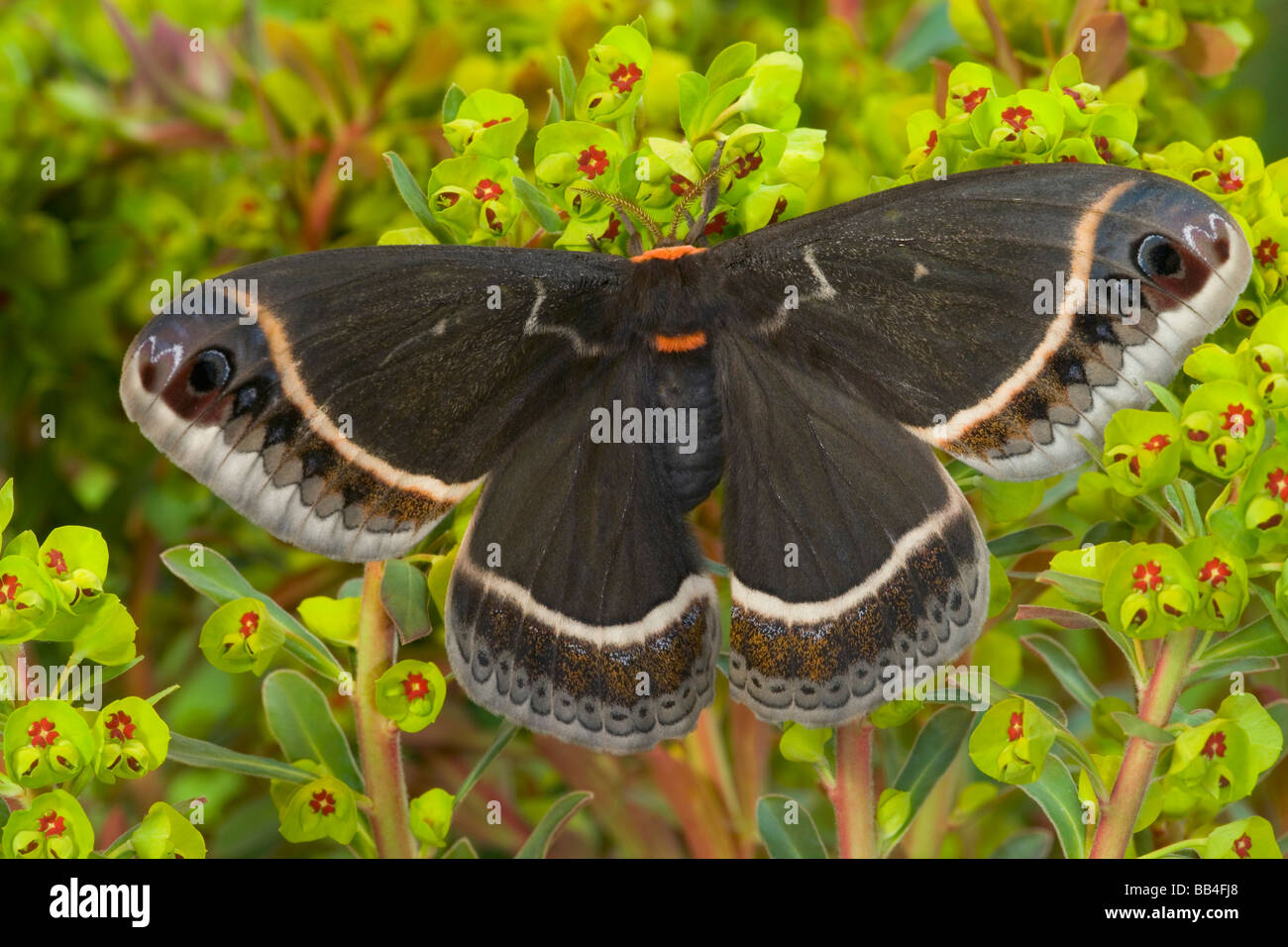 Sammamish, Washington Silk Moth for Arizona area Eupackardia calleta ...