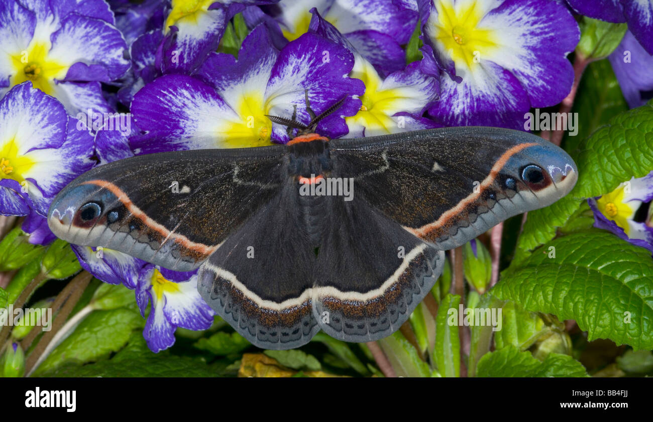 Sammamish, Washington Silk Moth for Arizona area Eupackardia calleta ...