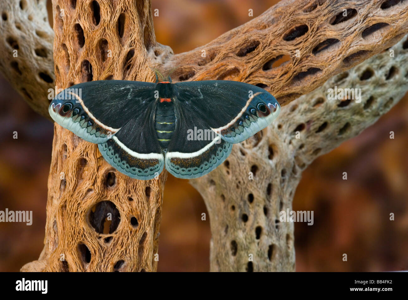 Sammamish, Washington Silk Moth for Arizona area Eupackardia calleta ...