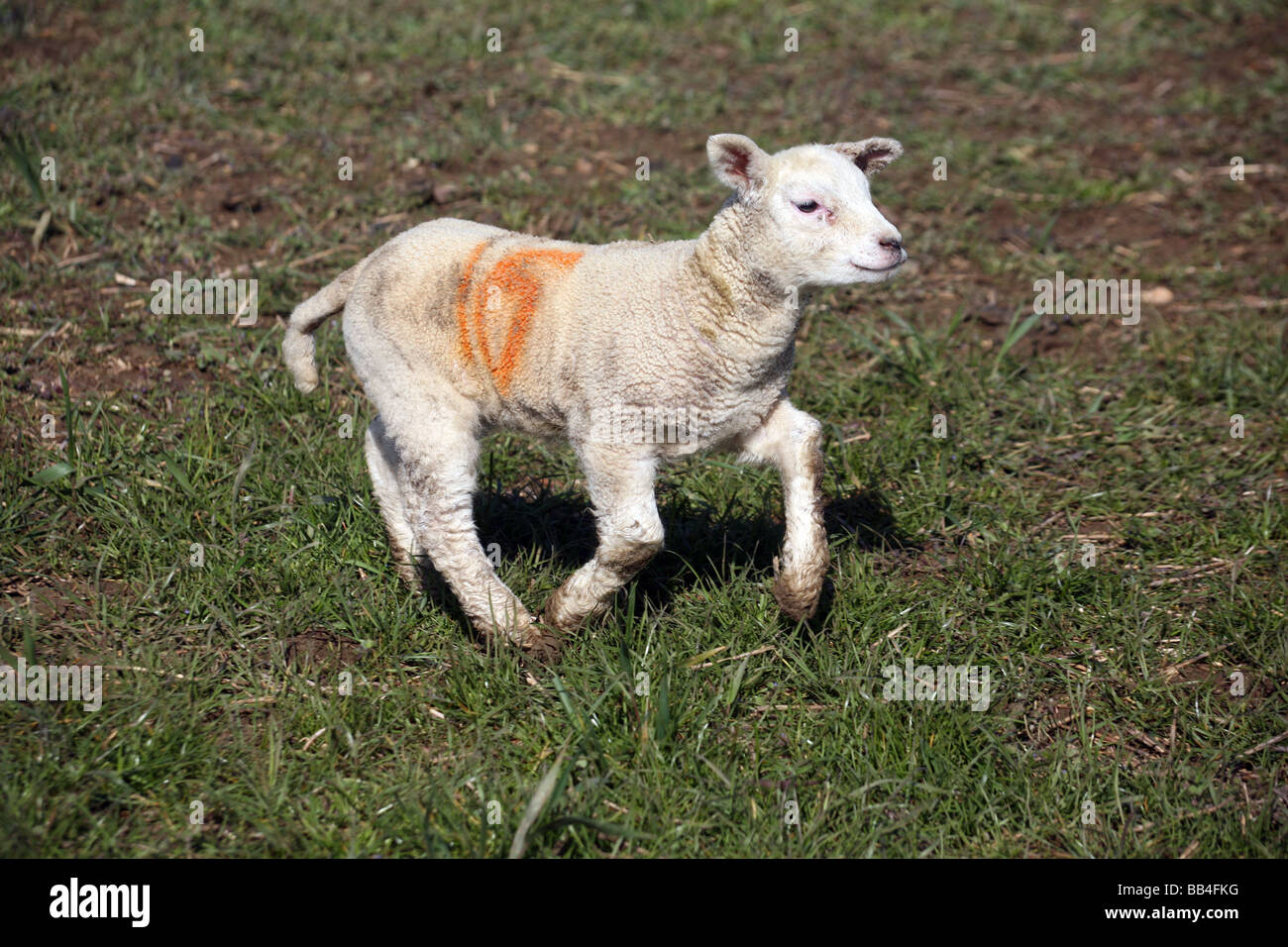 A solitary Spring Lamb in a field in Steeple Bumpstead on the Essex ...