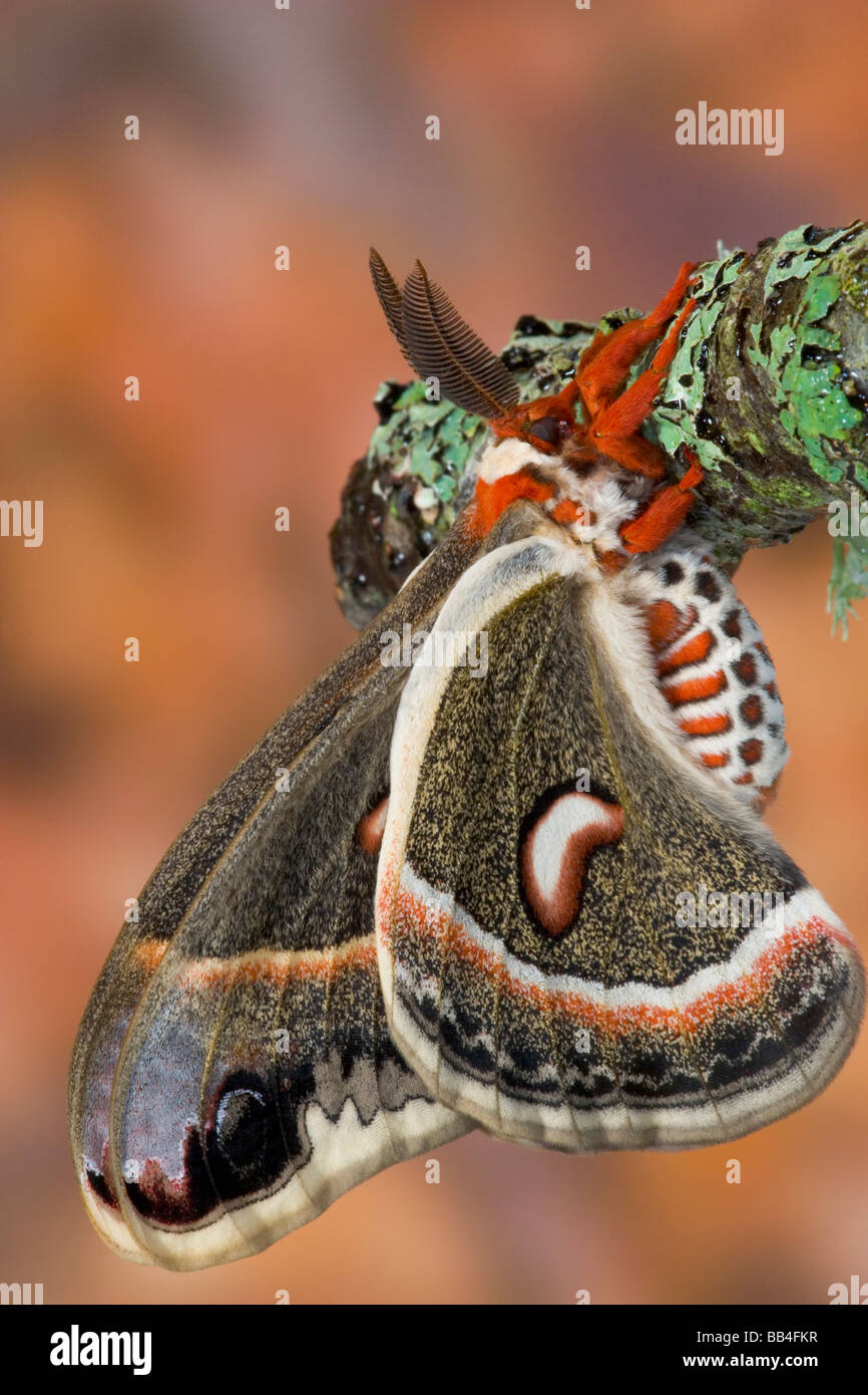Sammamish, Washington North American Silk moth Cecropia, or the Red ...