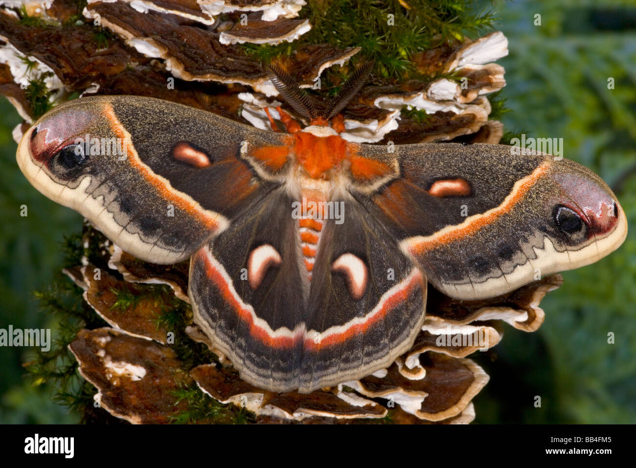 Sammamish, Washington North American Silk moth Cecropia, or the Red ...