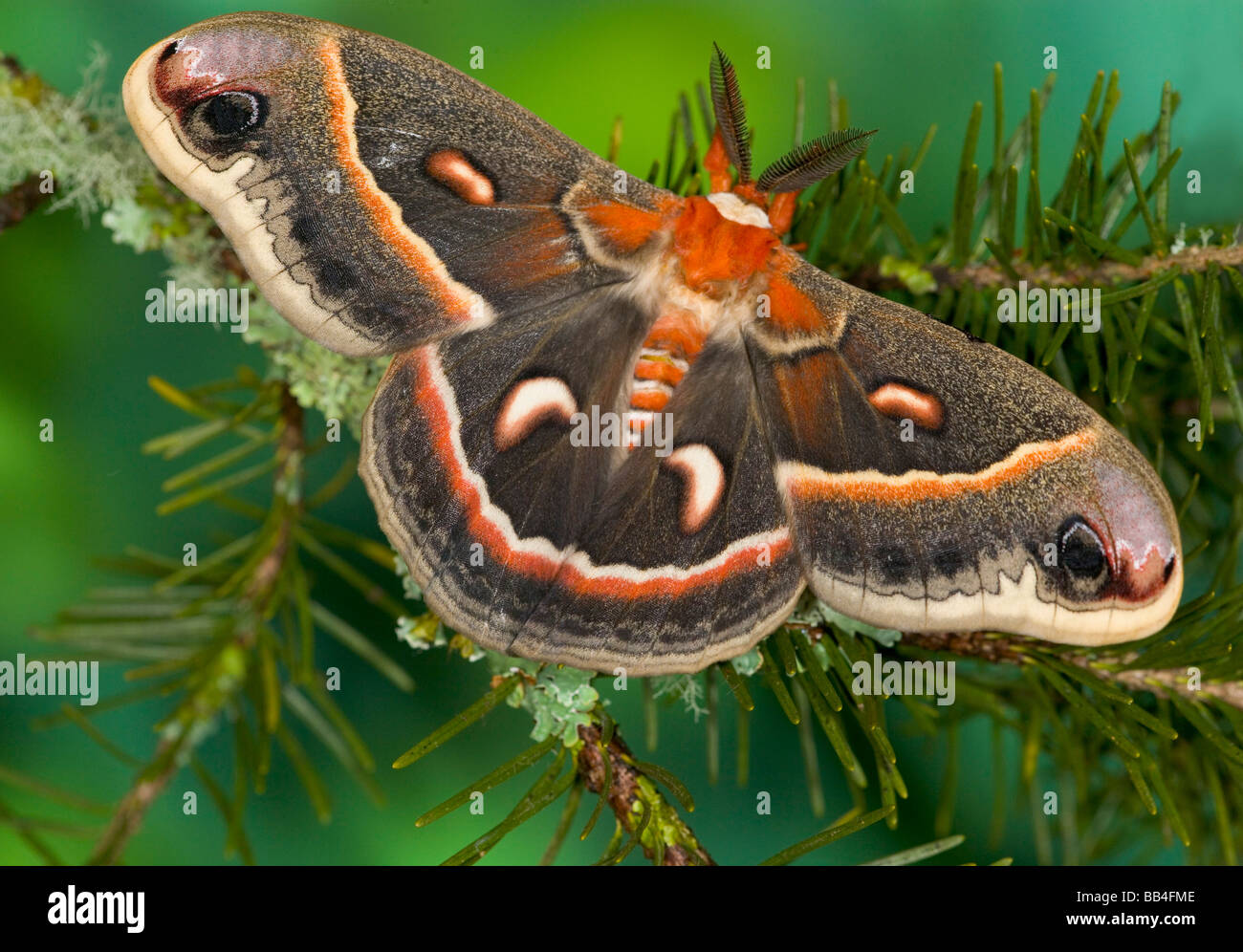 Cecropia moth hyalophora cecropia wing hi-res stock photography and ...