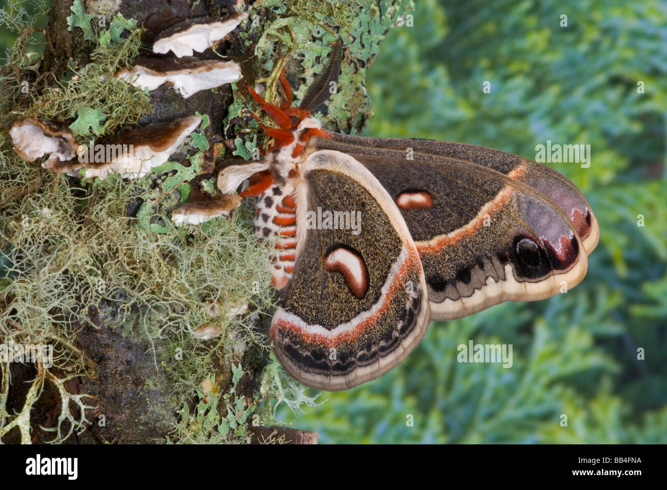 Robin moth hi-res stock photography and images - Alamy