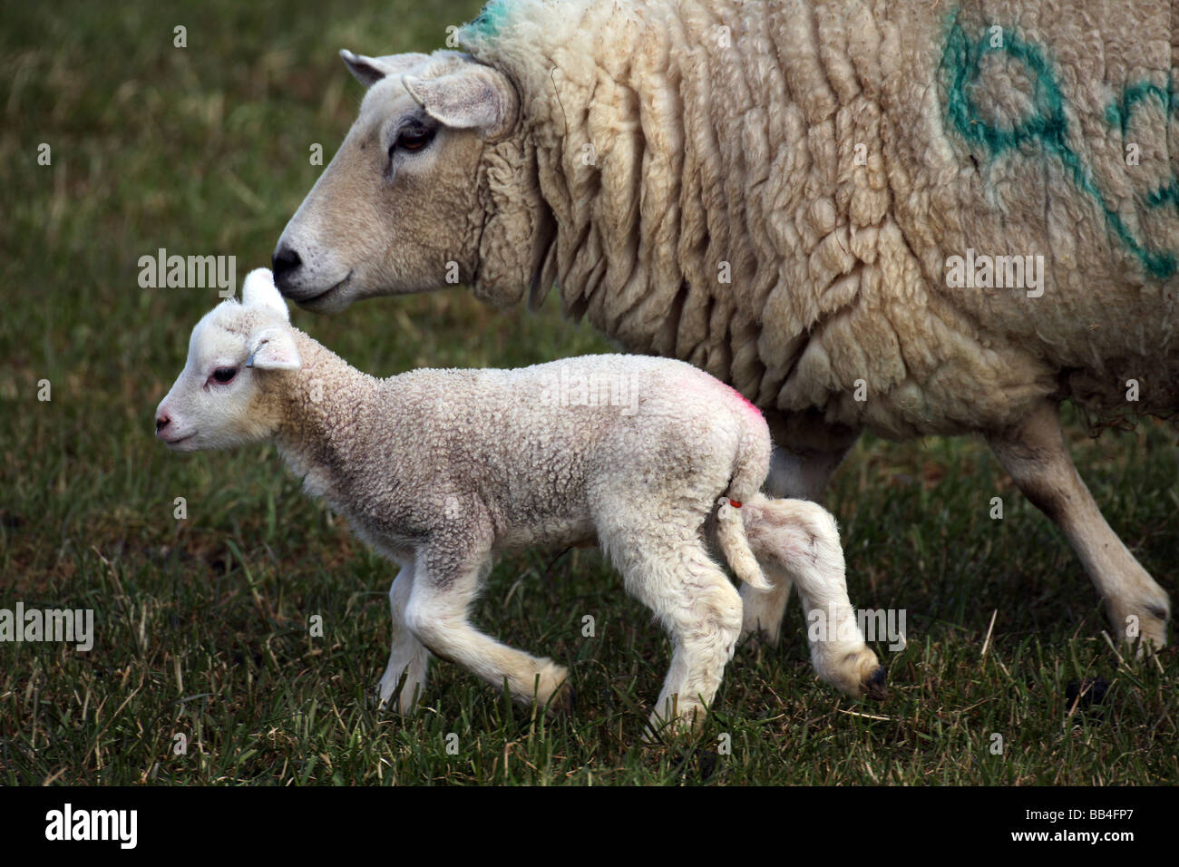 Sheep farming meat production hi-res stock photography and images - Alamy