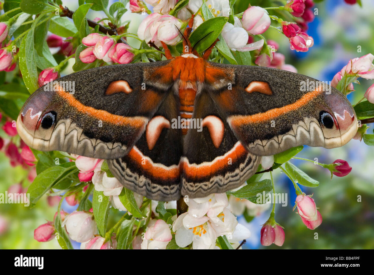 Cecropia moth hyalophora cecropia wing hi-res stock photography and ...