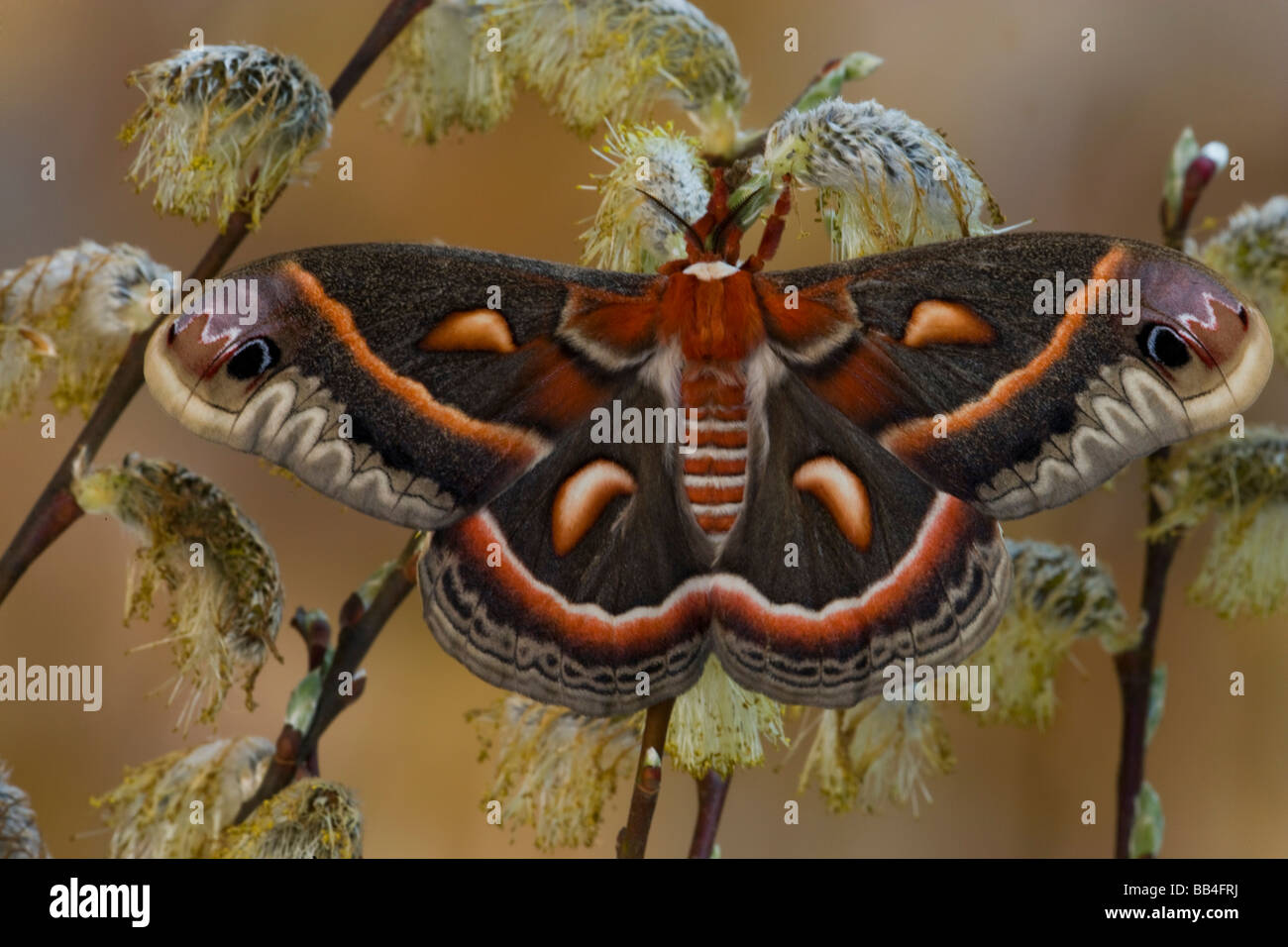 Sammamish, Washington North American Silk moth Cecropia, or the Red ...