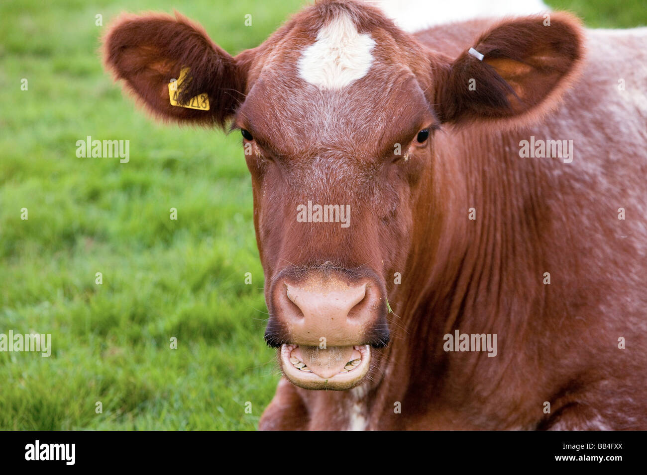 Short Horn Beef Cattle near Harpenden in Hertfordshire UK Stock Photo ...