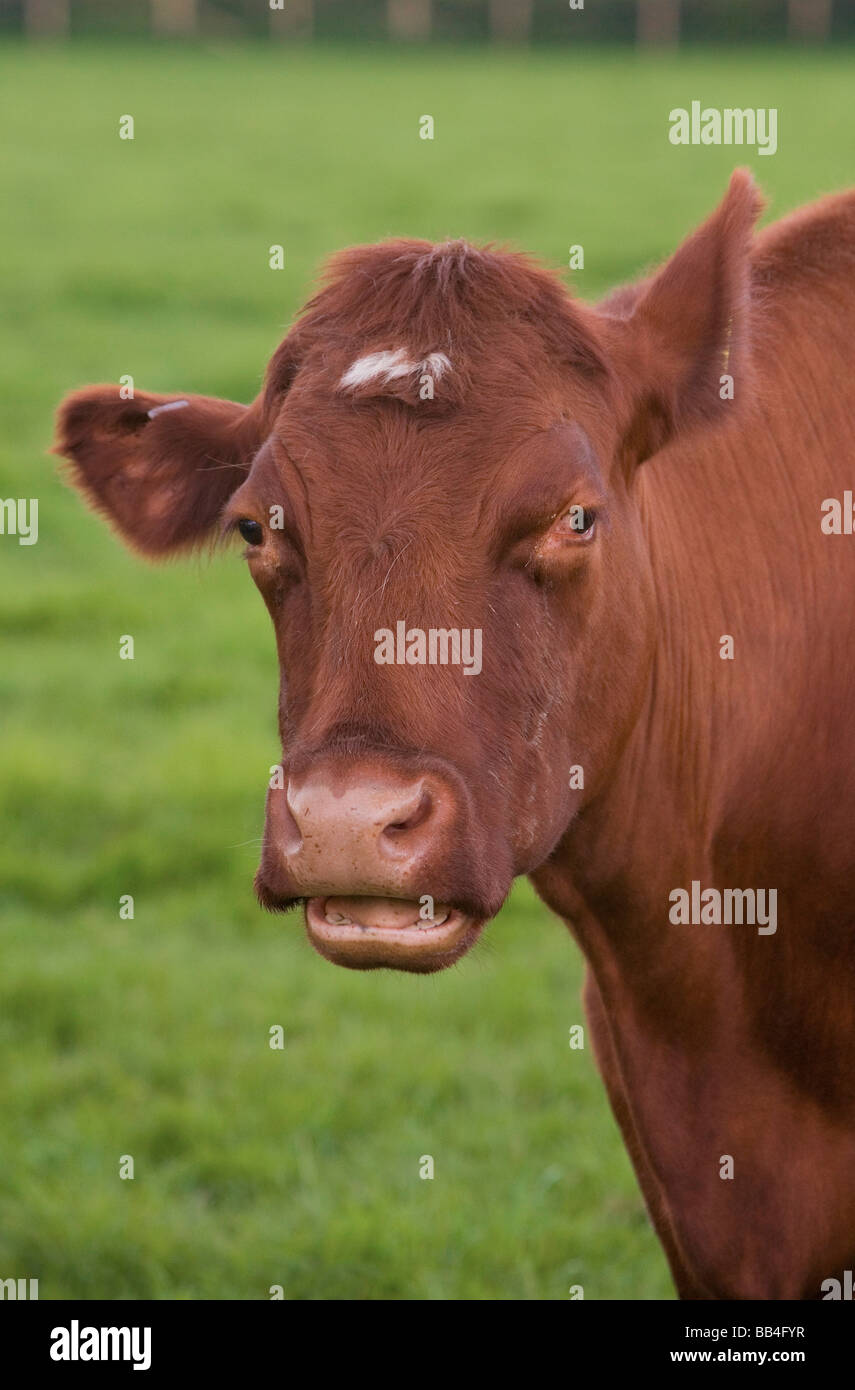 Short Horn Beef Cattle near Harpenden in Hertfordshire UK Stock Photo ...