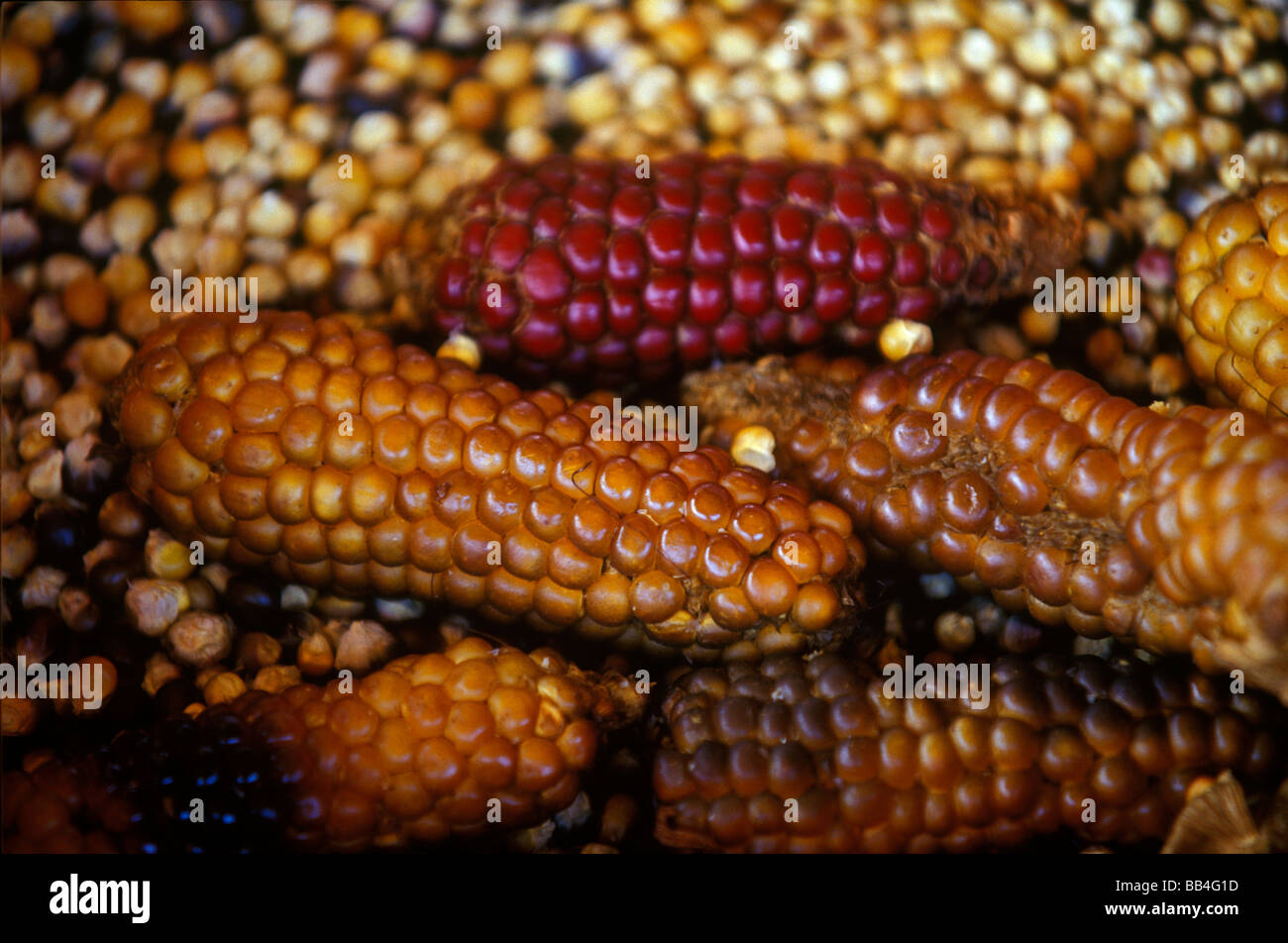Maize corner hi-res stock photography and images - Alamy