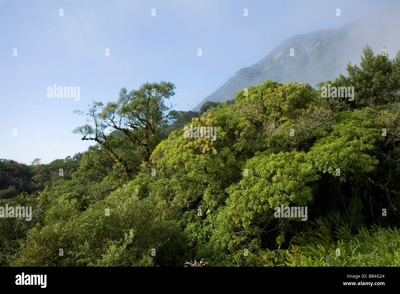 Atlantic forest in Brazil Stock Photo - Alamy