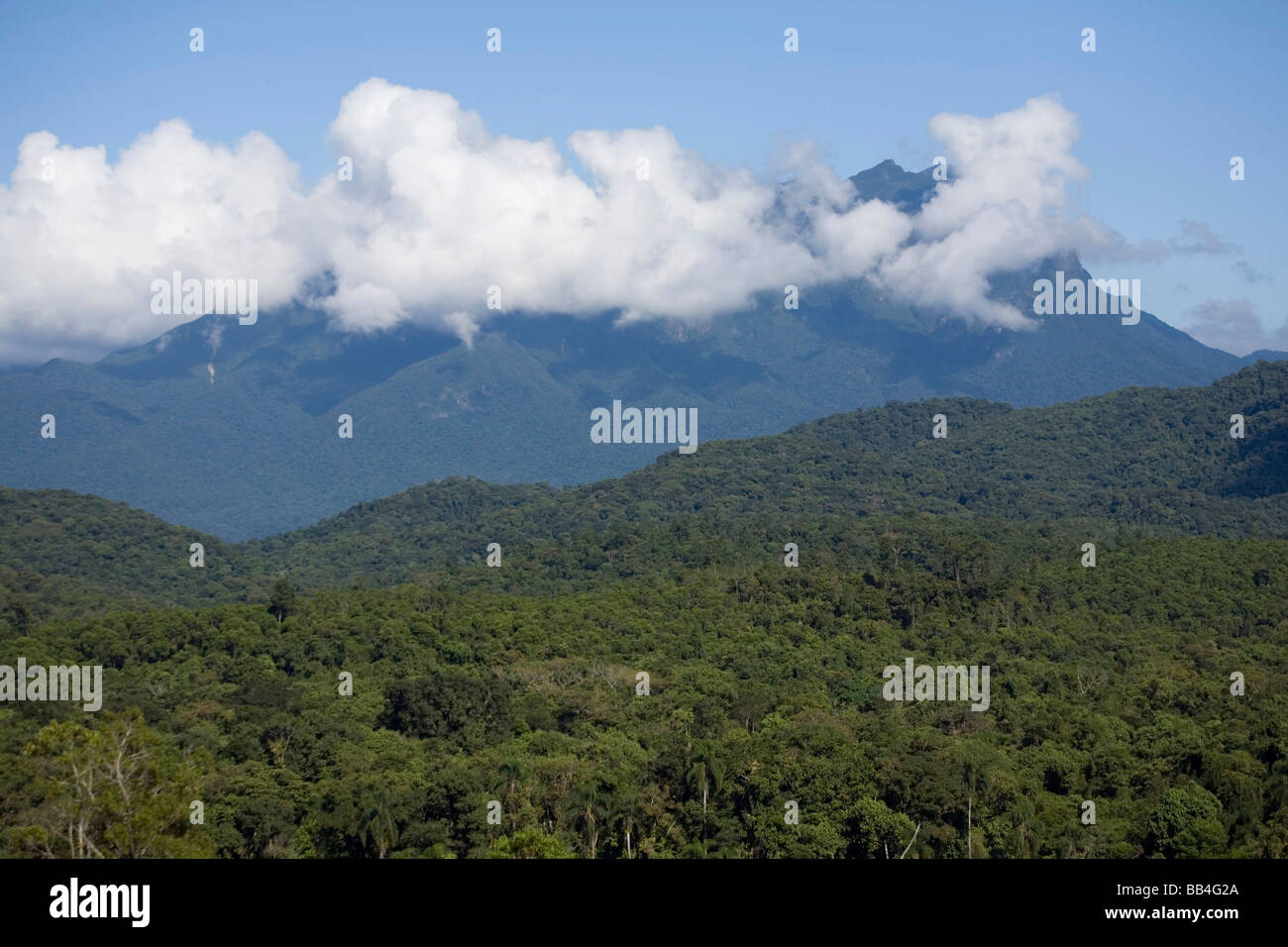 Atlantic forest in Brazil Stock Photo - Alamy