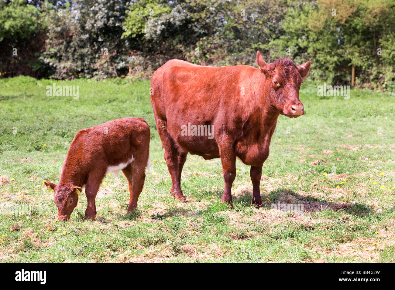 Short Horn Beef Cattle near Harpenden in Hertfordshire UK Stock Photo ...