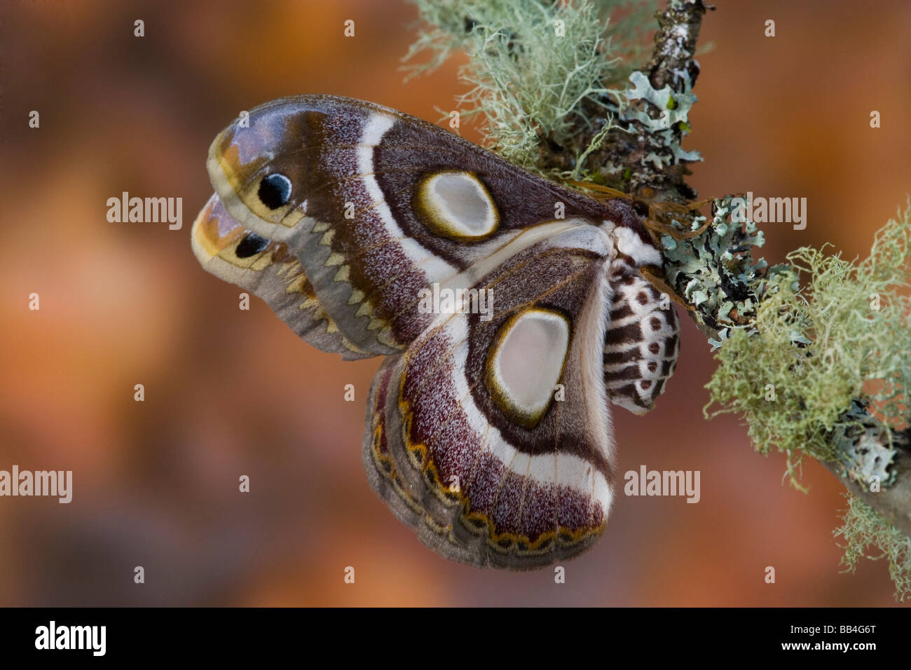 Epiphora High Resolution Stock Photography and Images - Alamy