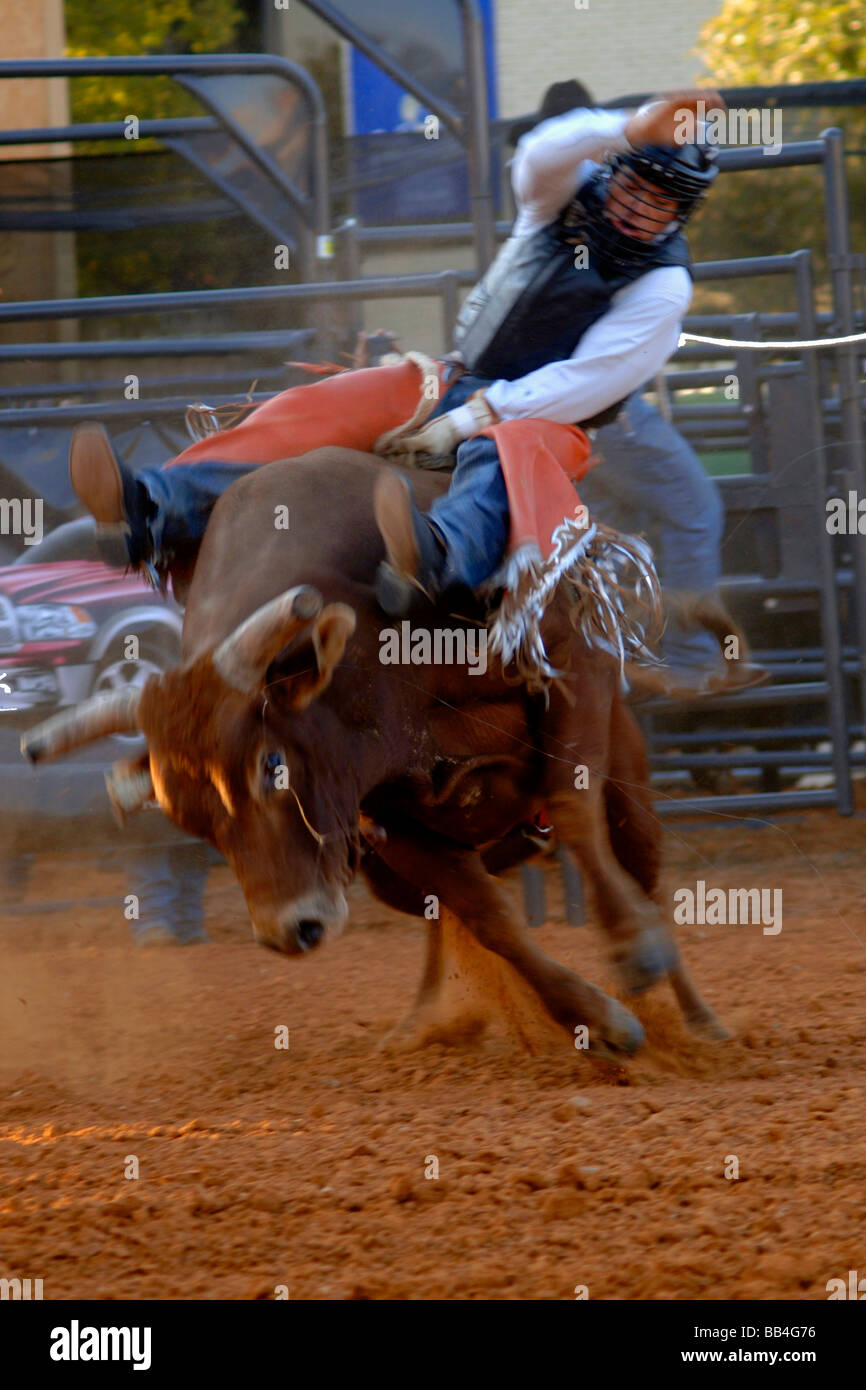 Rodeo bull rider performance at the Texas State Fair rodeo arena/Dallas ...