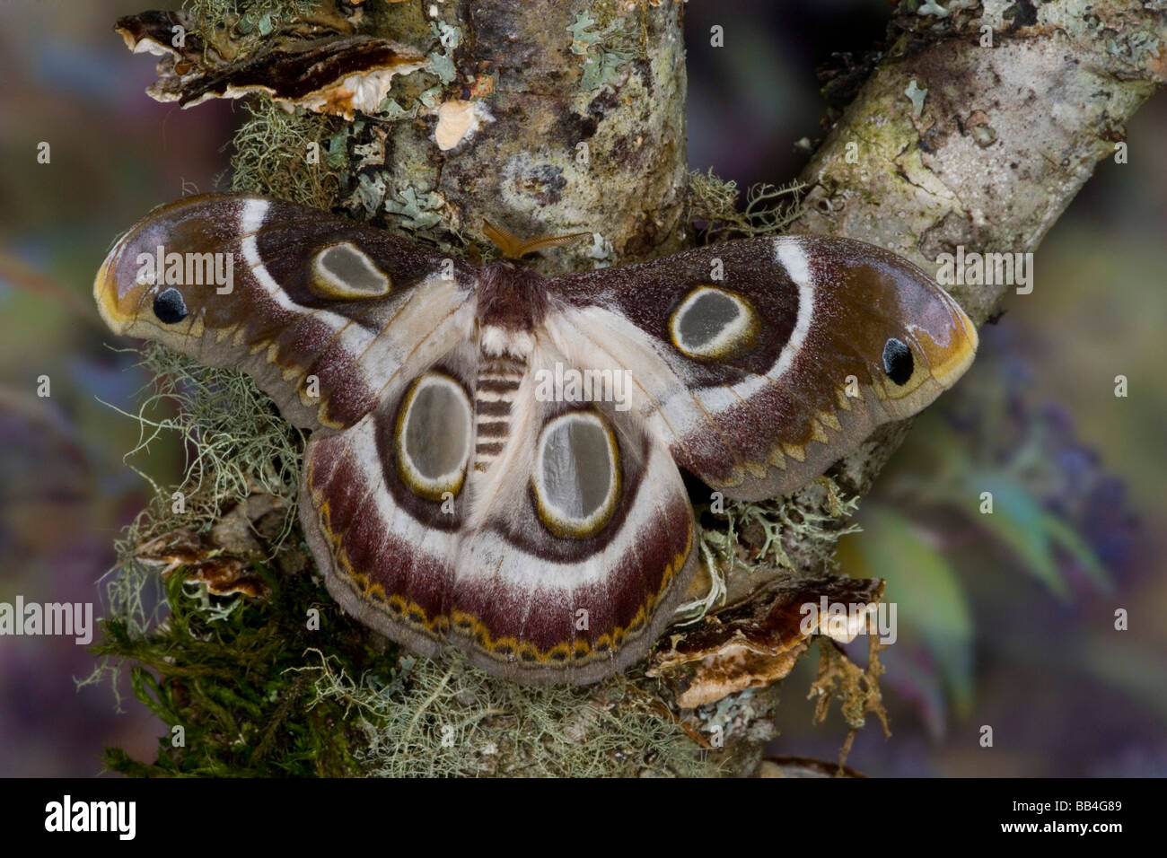 African Silk Moth High Resolution Stock Photography and Images - Alamy
