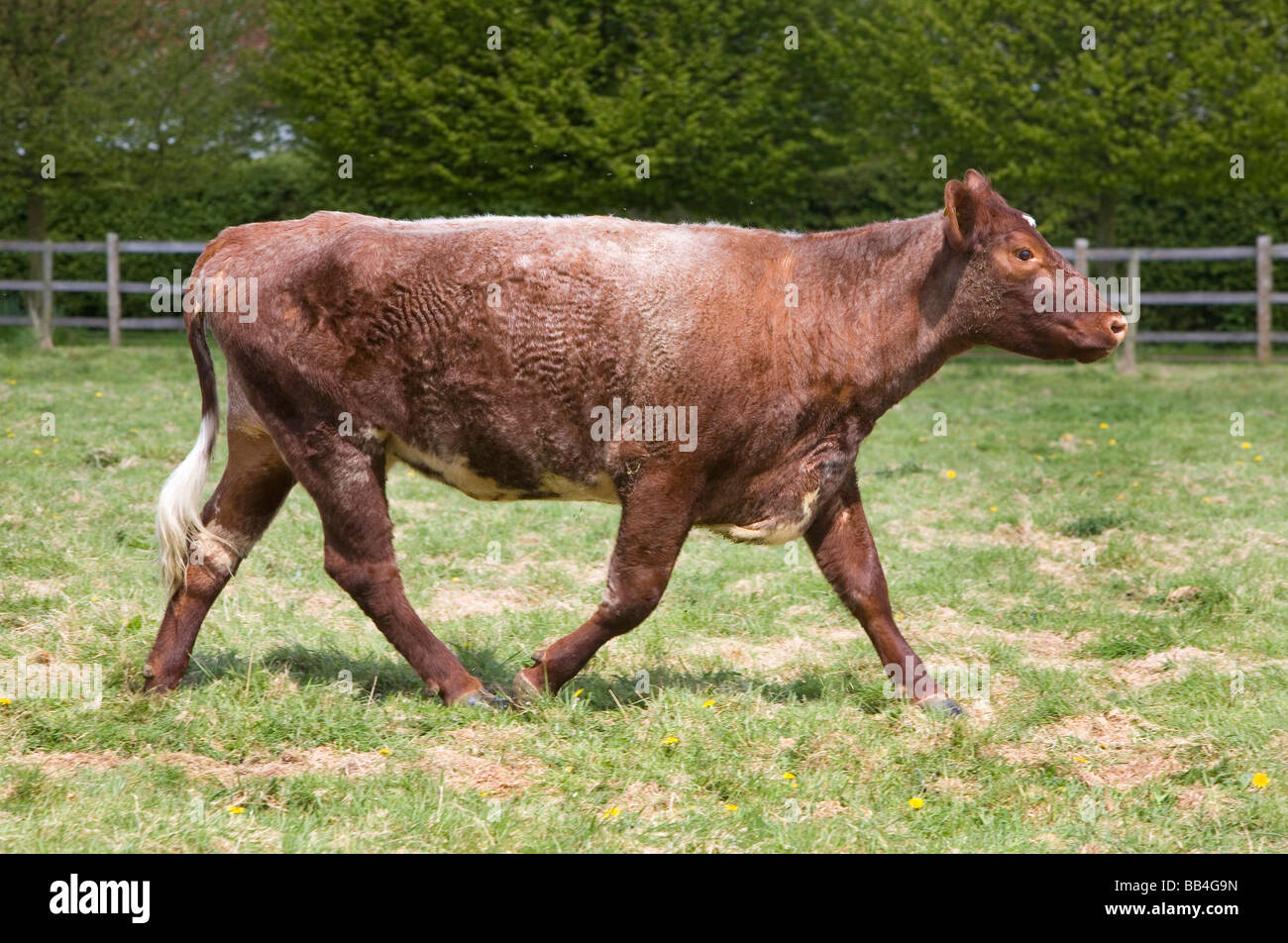 Short Horn Beef Cattle near Harpenden in Hertfordshire UK Stock Photo ...