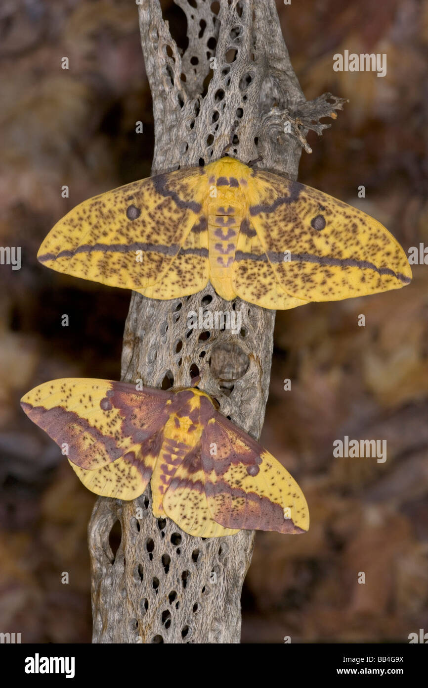Sammamish, Washington photograph taken of this North American pair of ...
