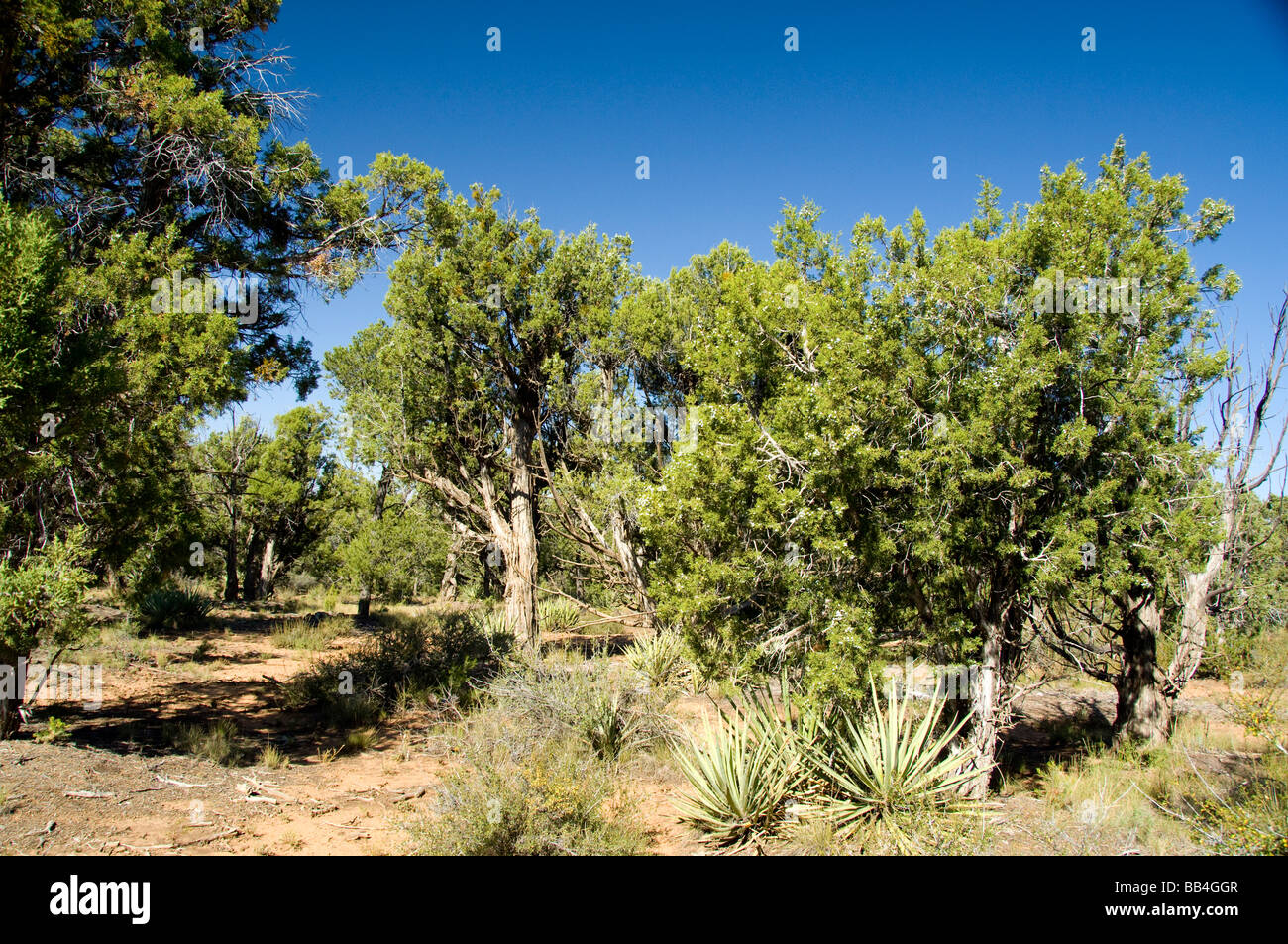 Colorado, Mesa Verde National Park. Typical pinon-juniper woodland ...