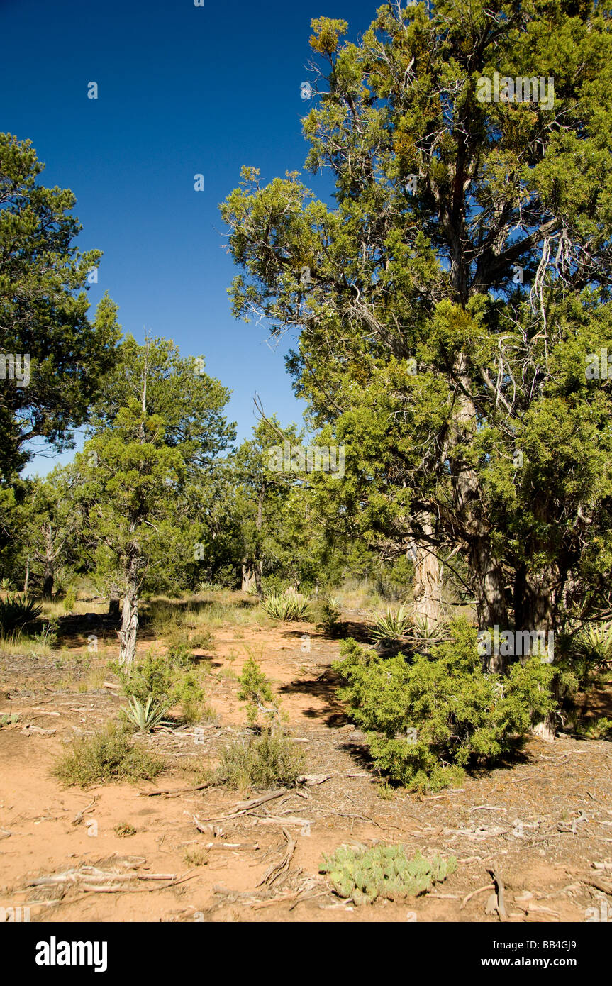 Colorado, Mesa Verde National Park. Typical pinon-juniper woodland ...