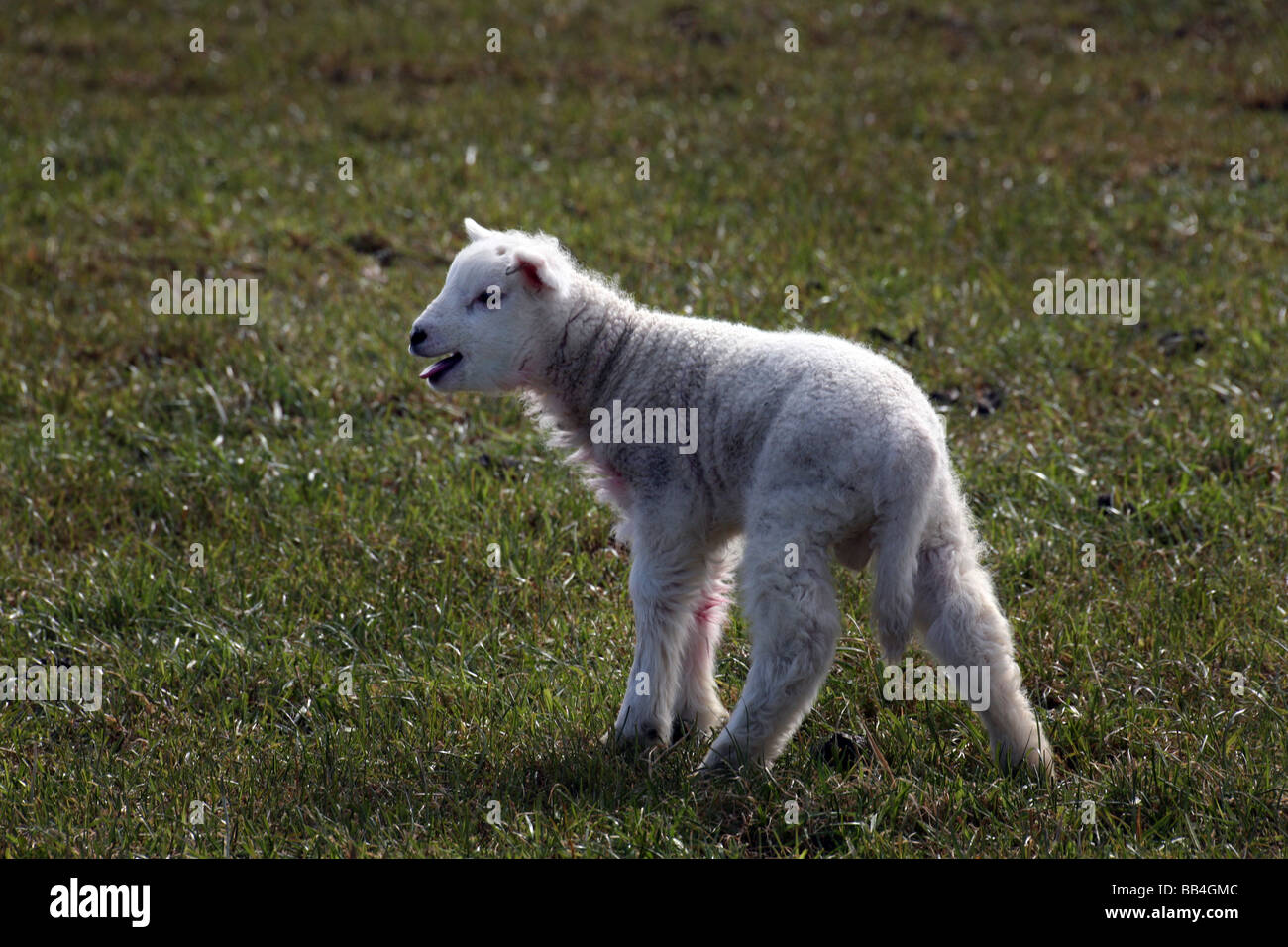 Lamb field hi-res stock photography and images - Alamy
