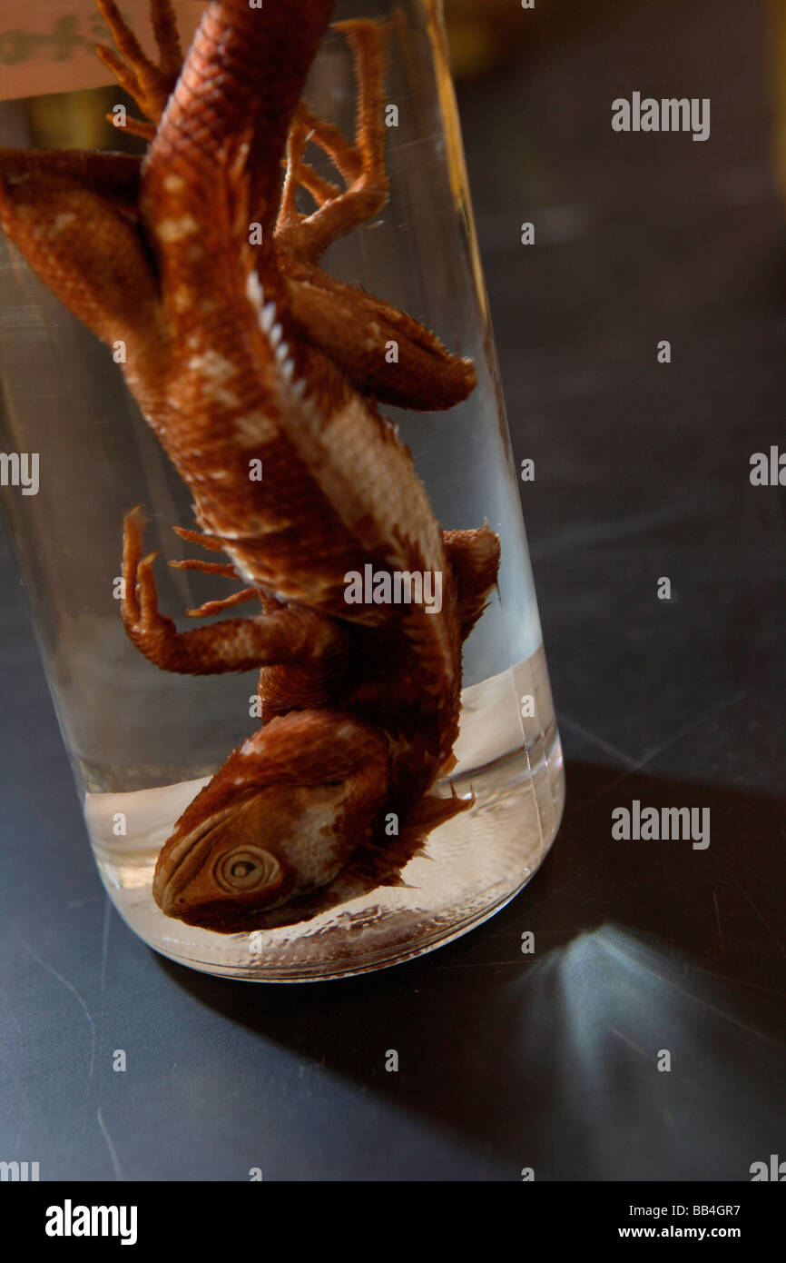 Preserved reptile hi-res stock photography and images - Alamy