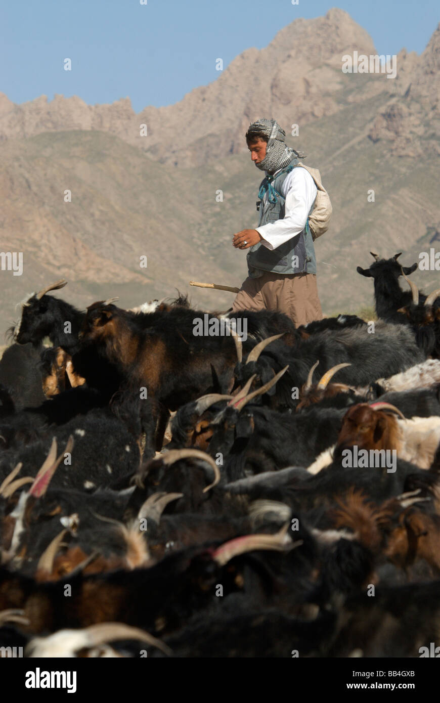 A Pashtun shepherd herds sheep through dry hills below the desert ...