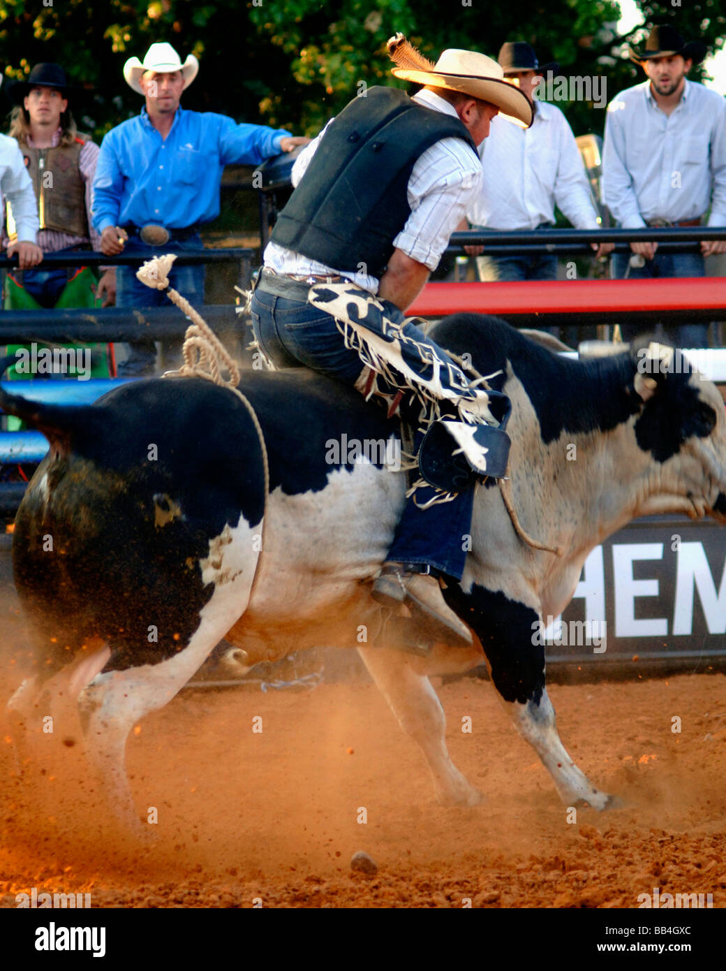 Rodeo bull rider performance at the Texas State Fair rodeo arena/Dallas ...