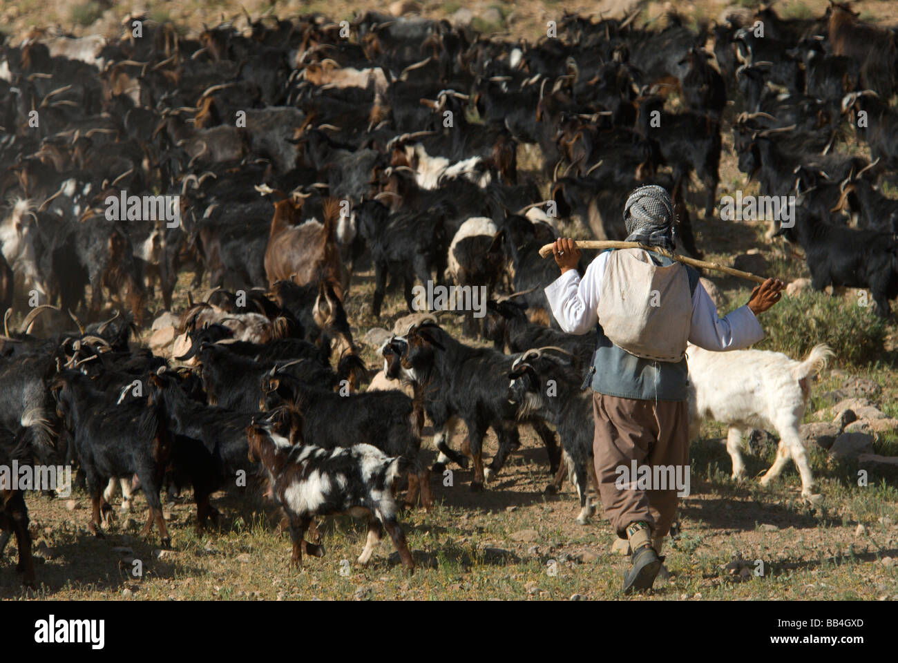 A Pashtun shepherd herds sheep through dry hills below the desert ...