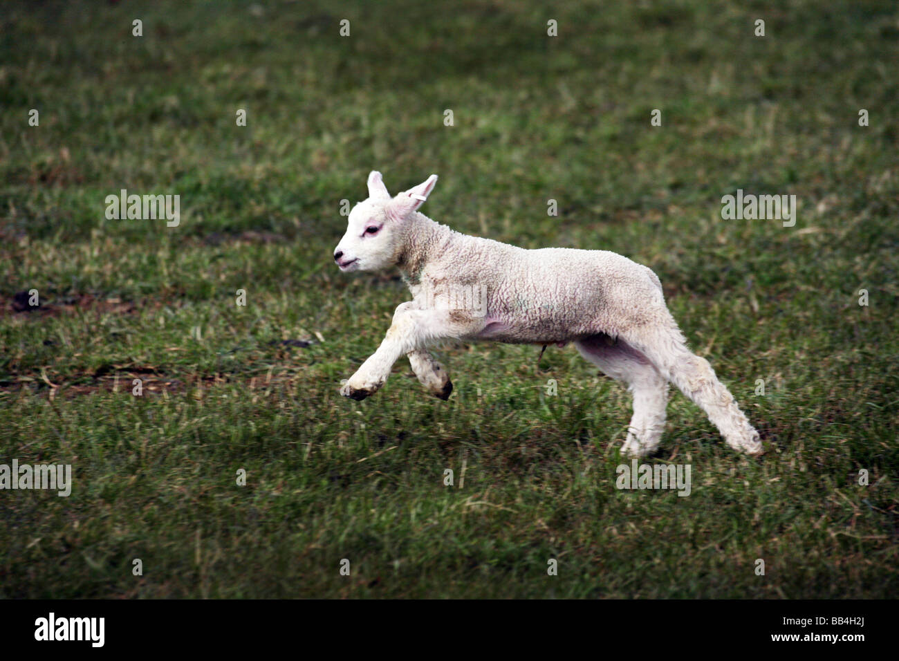Lamb jumping in field hi-res stock photography and images - Alamy