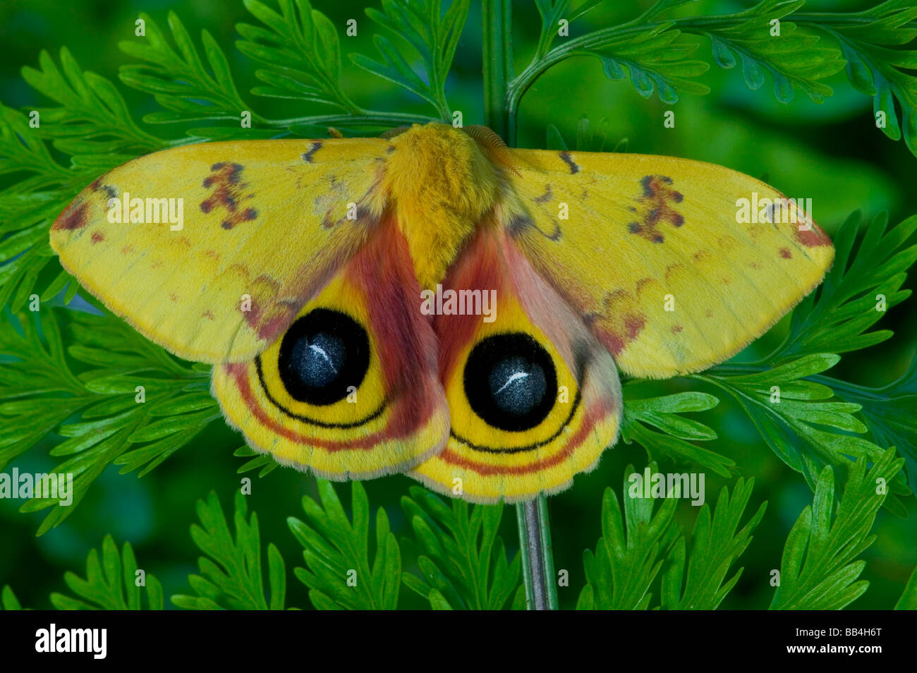 Io moth automeris io hi-res stock photography and images - Alamy