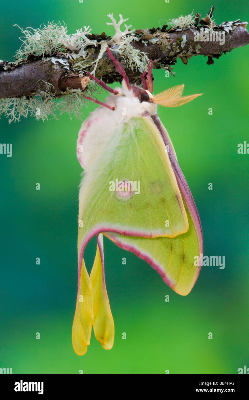 Male luna moth hi-res stock photography and images - Alamy