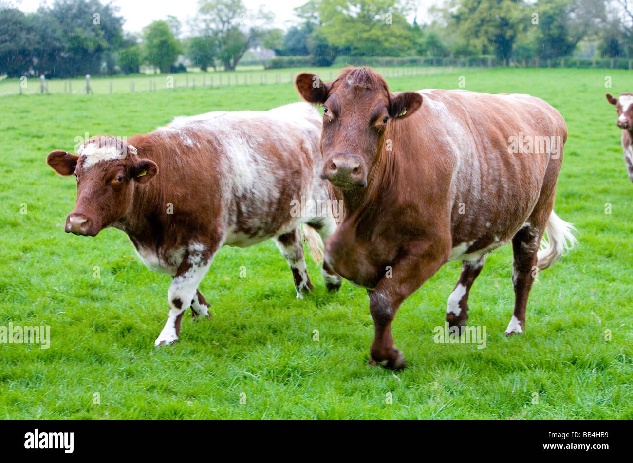 Short Horn Beef Cattle near Harpenden in Hertfordshire UK Stock Photo ...