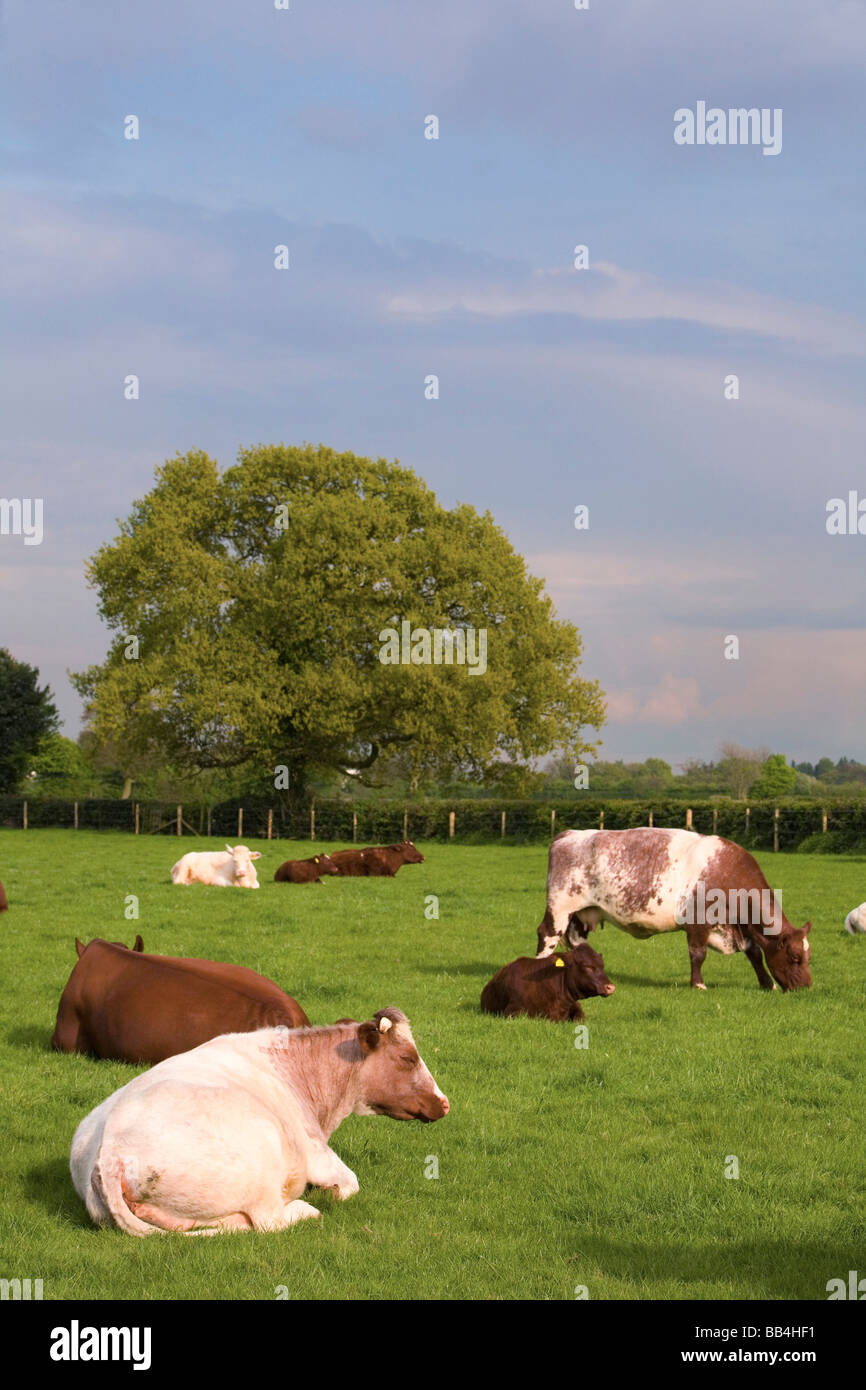 Short horn farm uk hi-res stock photography and images - Alamy