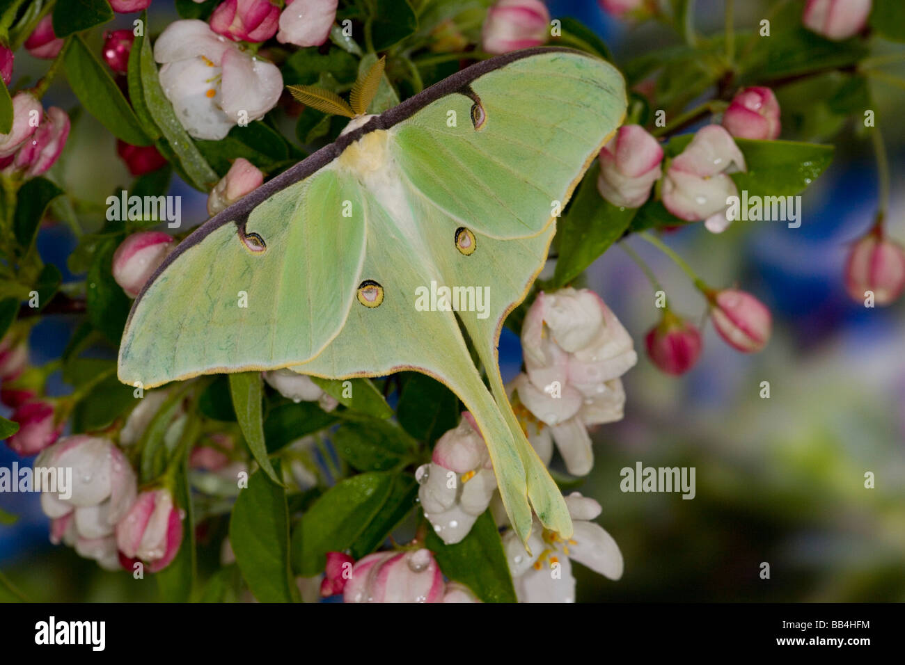 Male luna moth hi-res stock photography and images - Alamy