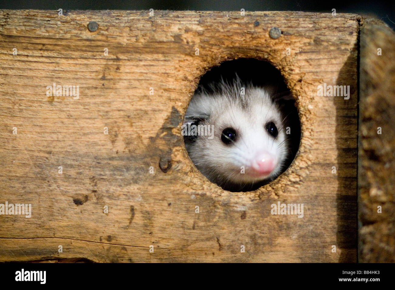 Opossum close up hi-res stock photography and images - Alamy