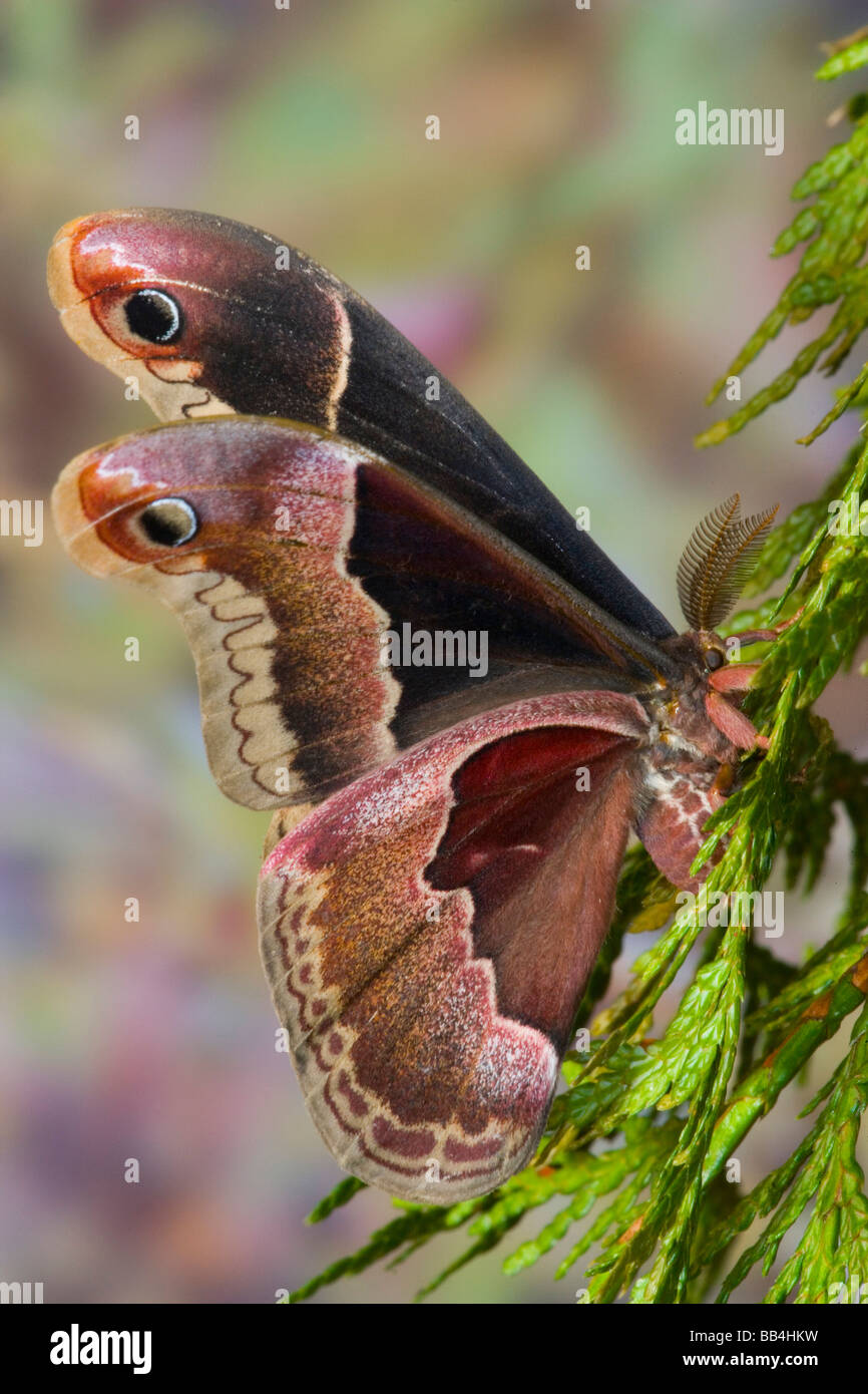 Sammamish, Washington silkmoth from North America, Callosamia promethea ...