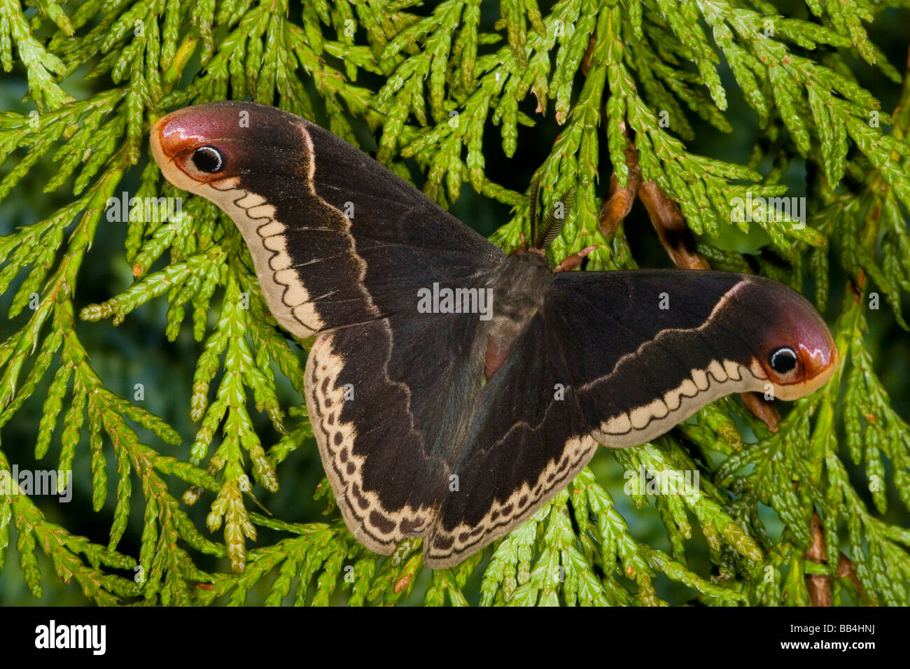 Sammamish, Washington silkmoth from North America, Callosamia promethea ...