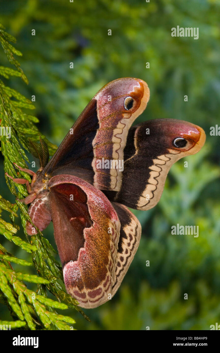 Sammamish, Washington silkmoth from North America, Callosamia promethea ...