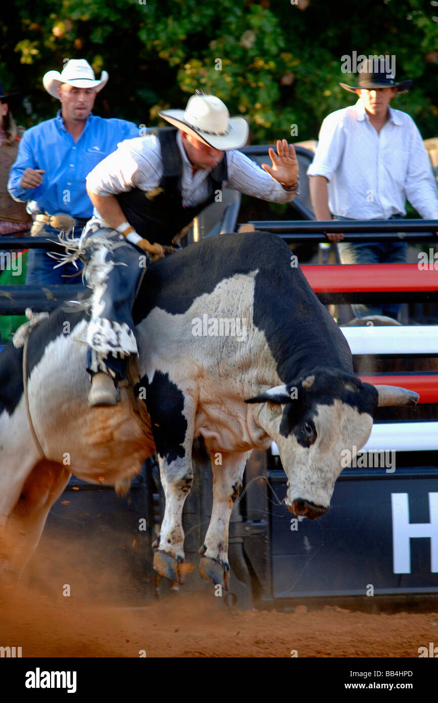 Rodeo bull rider performance at the Texas State Fair rodeo arena/Dallas ...