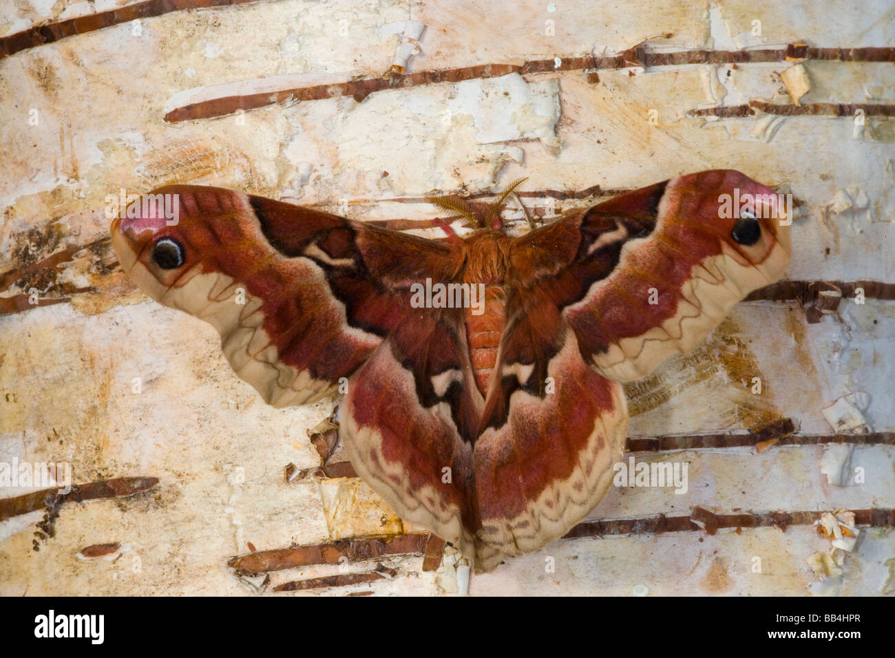 Sammamish, Washington silkmoth from North America, Callosamia promethea ...