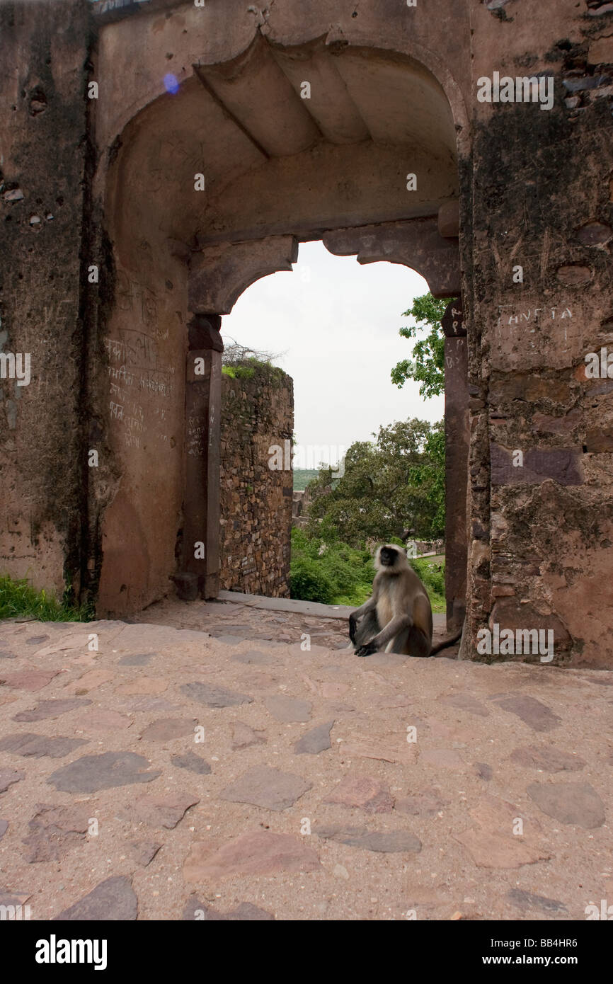 Chatri hi-res stock photography and images - Alamy