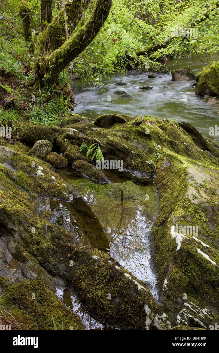 The fresh green of spring foliage is reflected in the river flowing ...