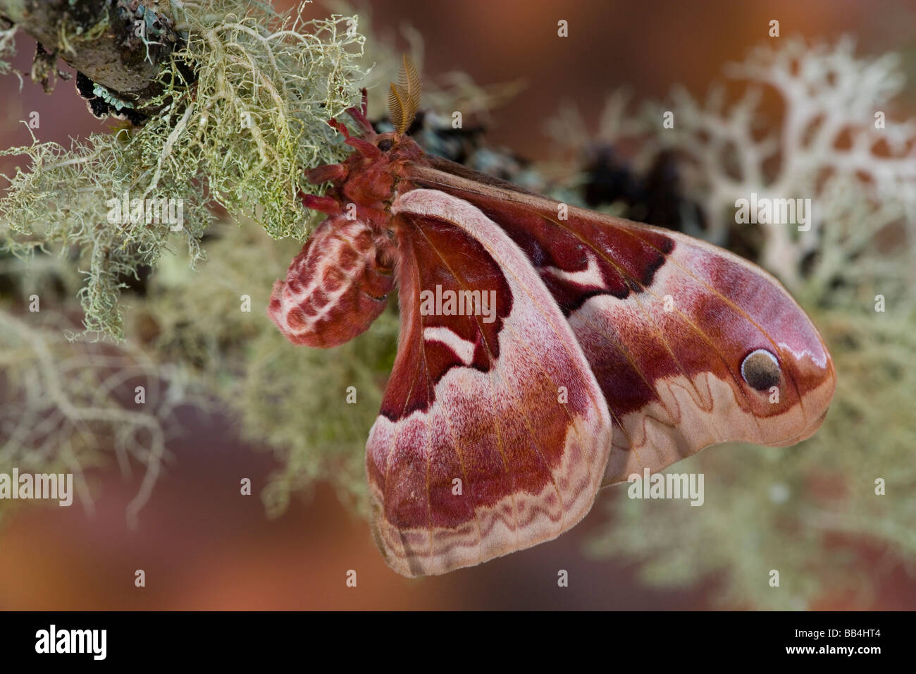 Sammamish, Washington silkmoth from North America, Callosamia promethea ...