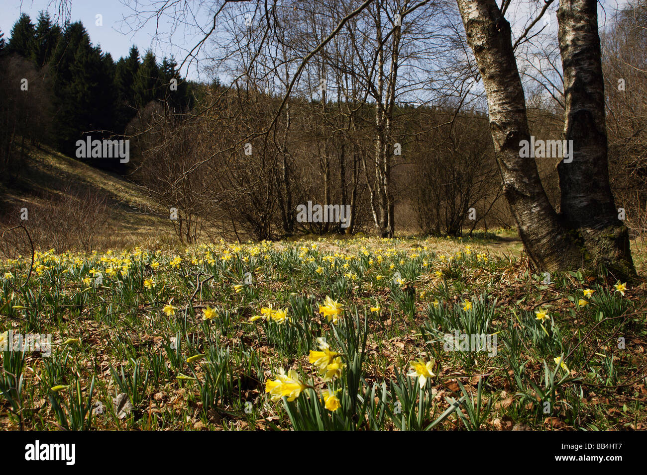 Eifel spring hi-res stock photography and images - Alamy