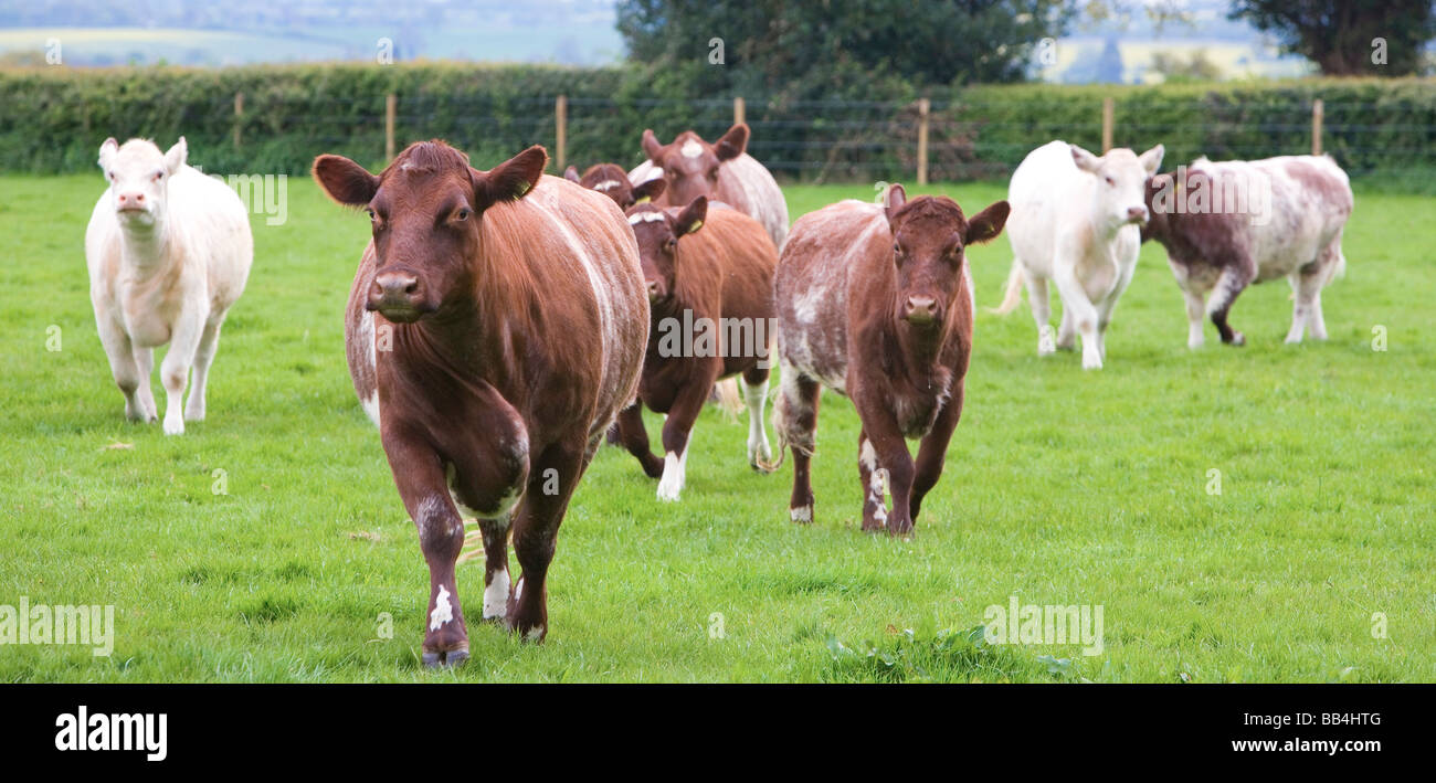 Beef Short Horn High Resolution Stock Photography and Images - Alamy