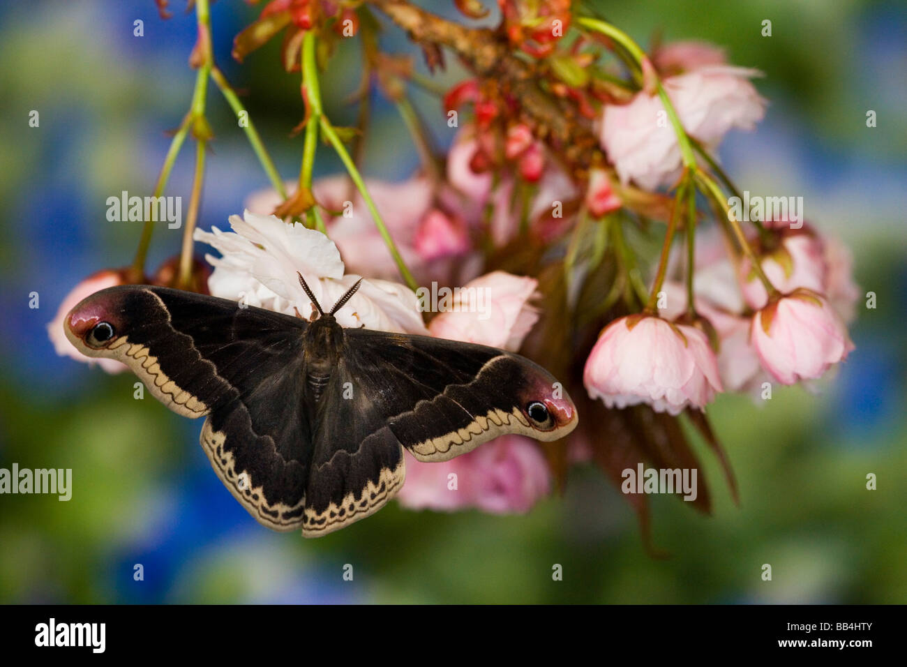 Sammamish, Washington silkmoth from North America, Callosamia promethea ...