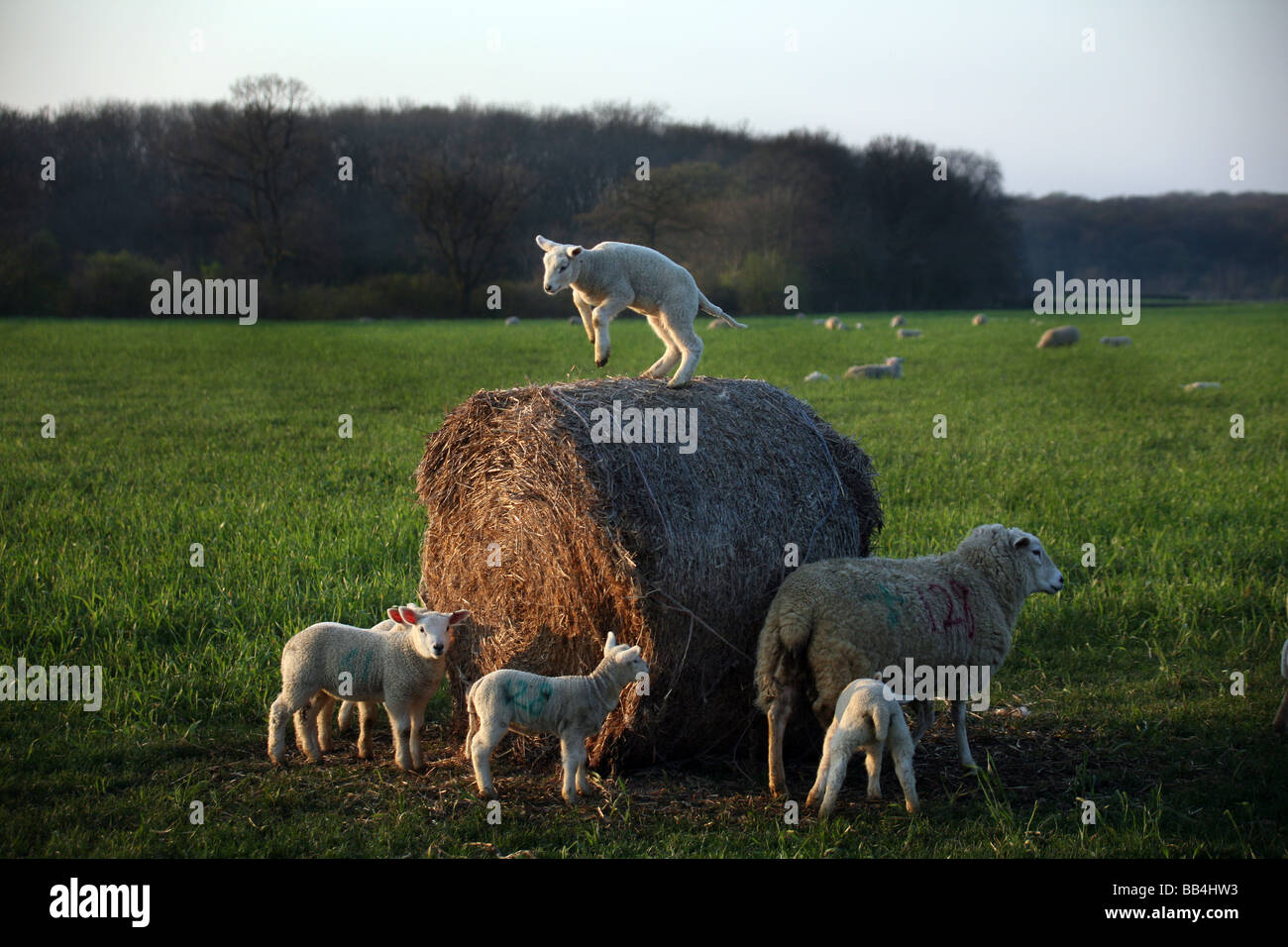 Young lambs play in a field in Steeple Bumstead on the Essex Suffolk ...