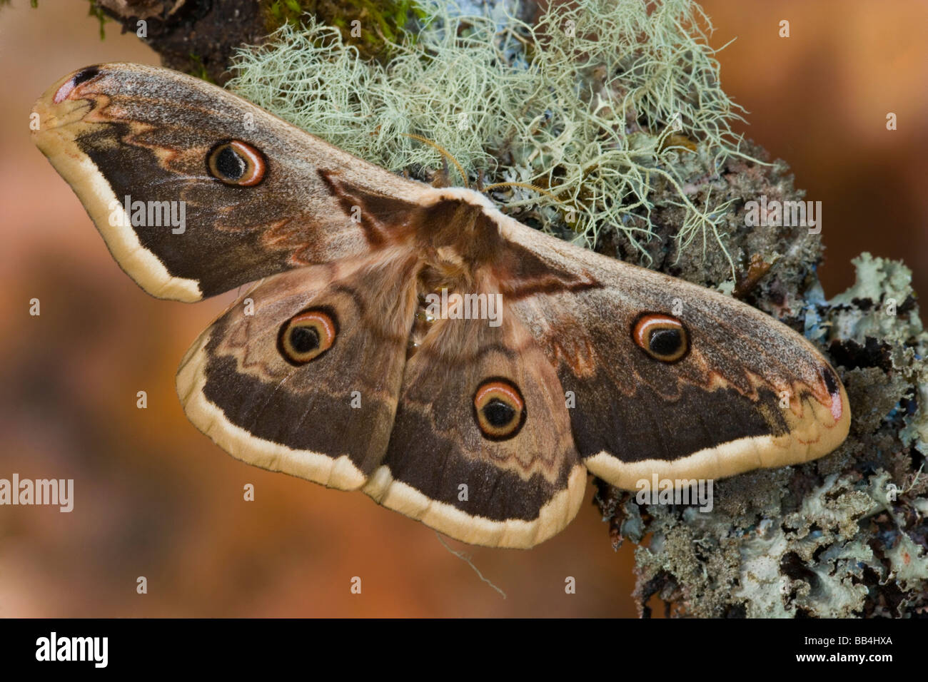 Sammamish, Washington The Great Peacock Moth the largest moth of Europe ...